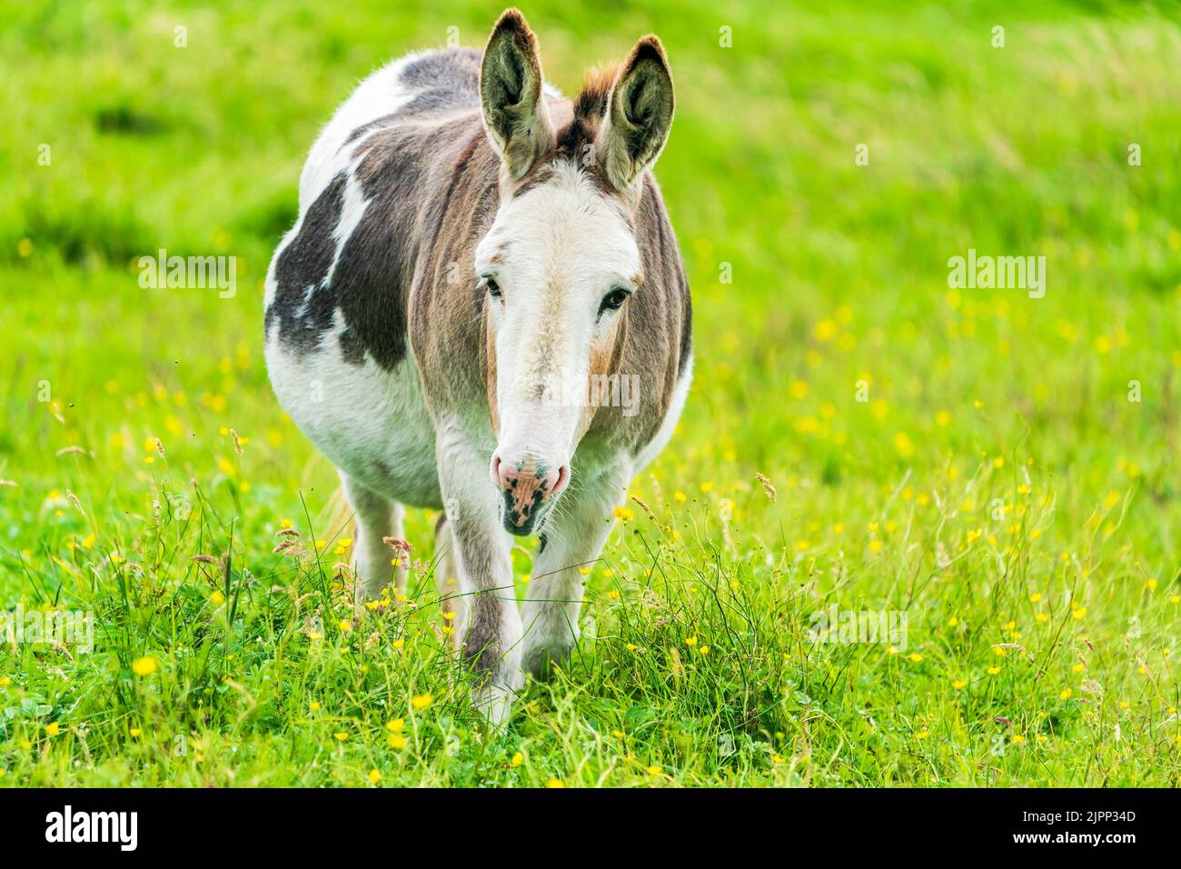 Domestic donkey on a meadow, Isle of Harris, Scotland Stock Photo - Alamy