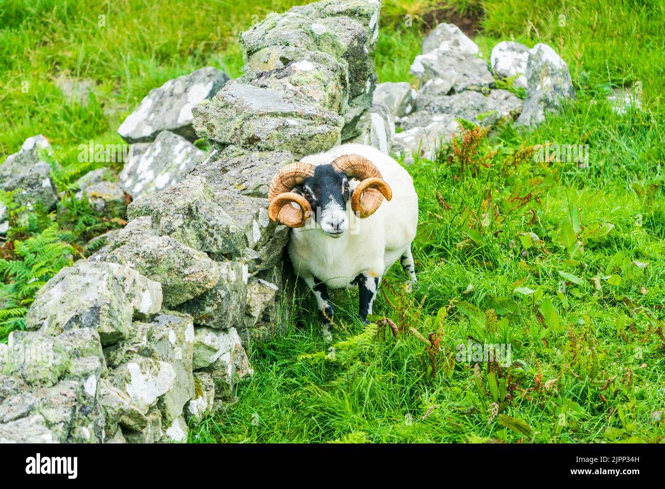 Scottish Blackface Sheep - a ram with big horns, on the Isle of Lewis ...