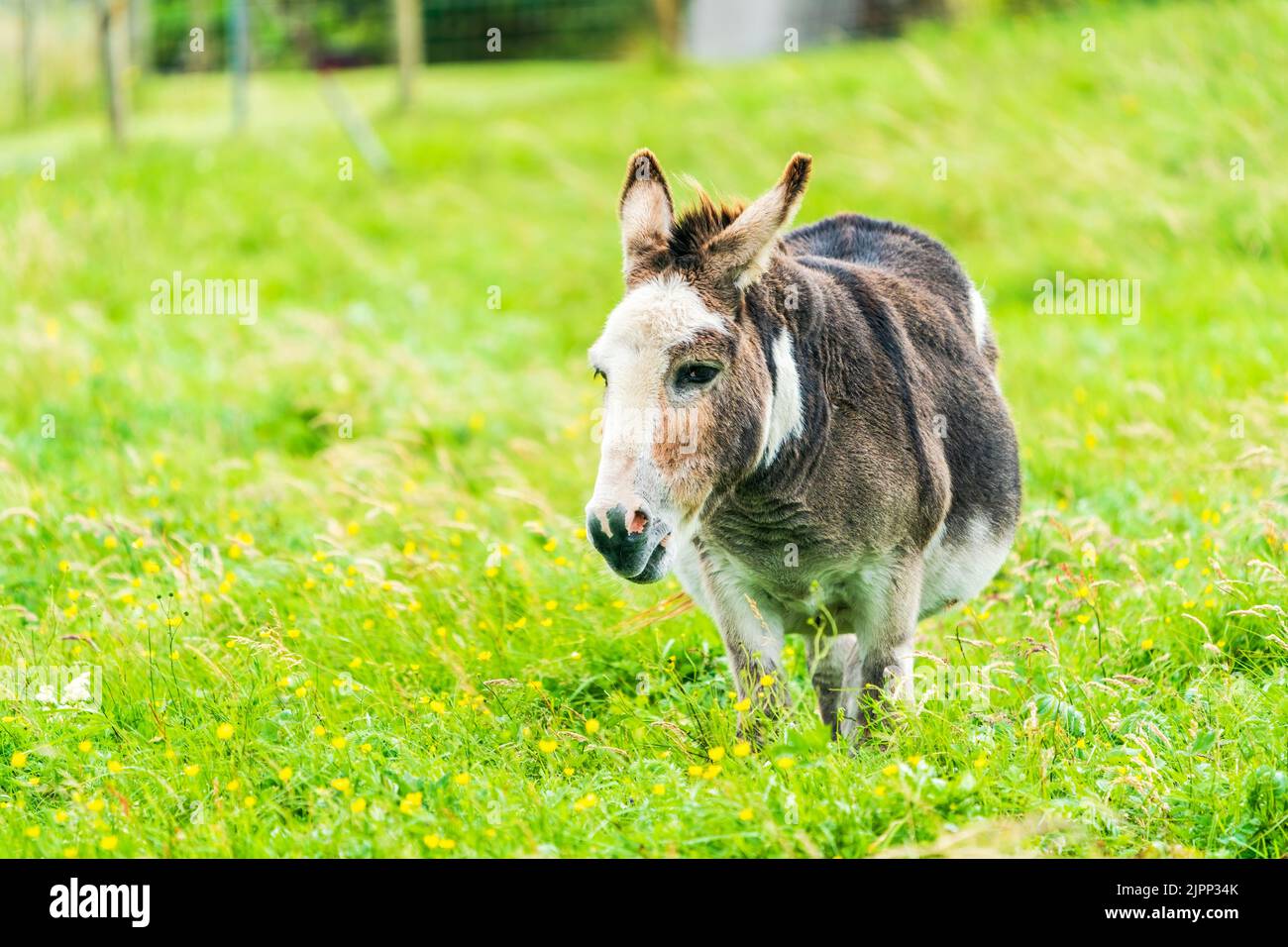 Domestic donkey on a meadow, Isle of Harris, Scotland Stock Photo - Alamy