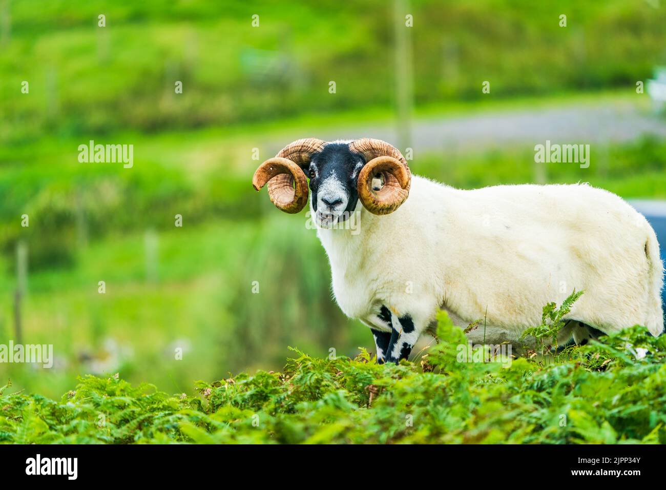 Scottish Blackface Sheep - a ram with big horns, on the Isle of Lewis ...