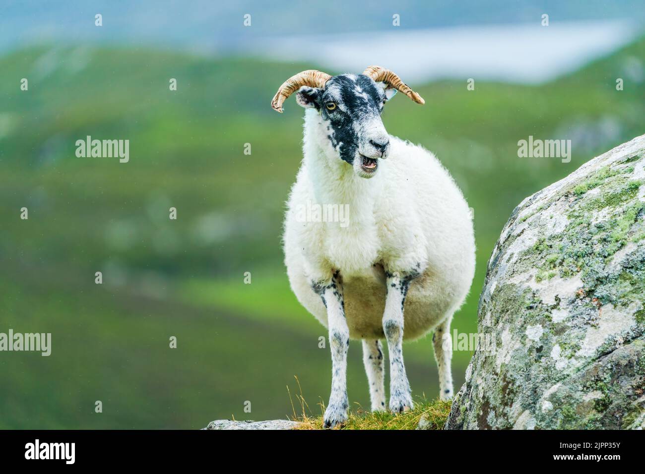 Scottish sheep on the Isle of Lewis and Harris, Scotland Stock Photo ...