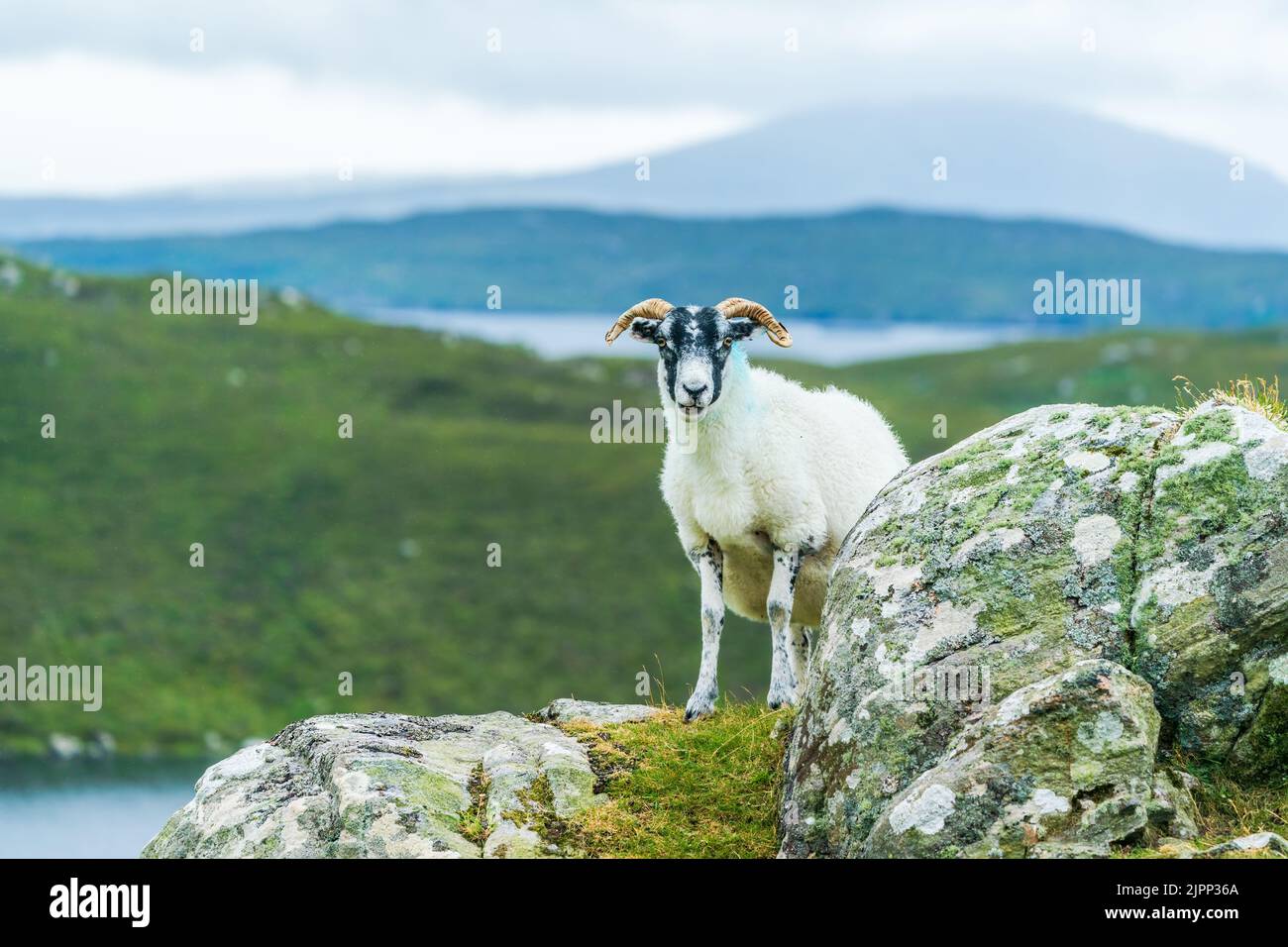 Scottish sheep on the Isle of Lewis and Harris, Scotland Stock Photo ...