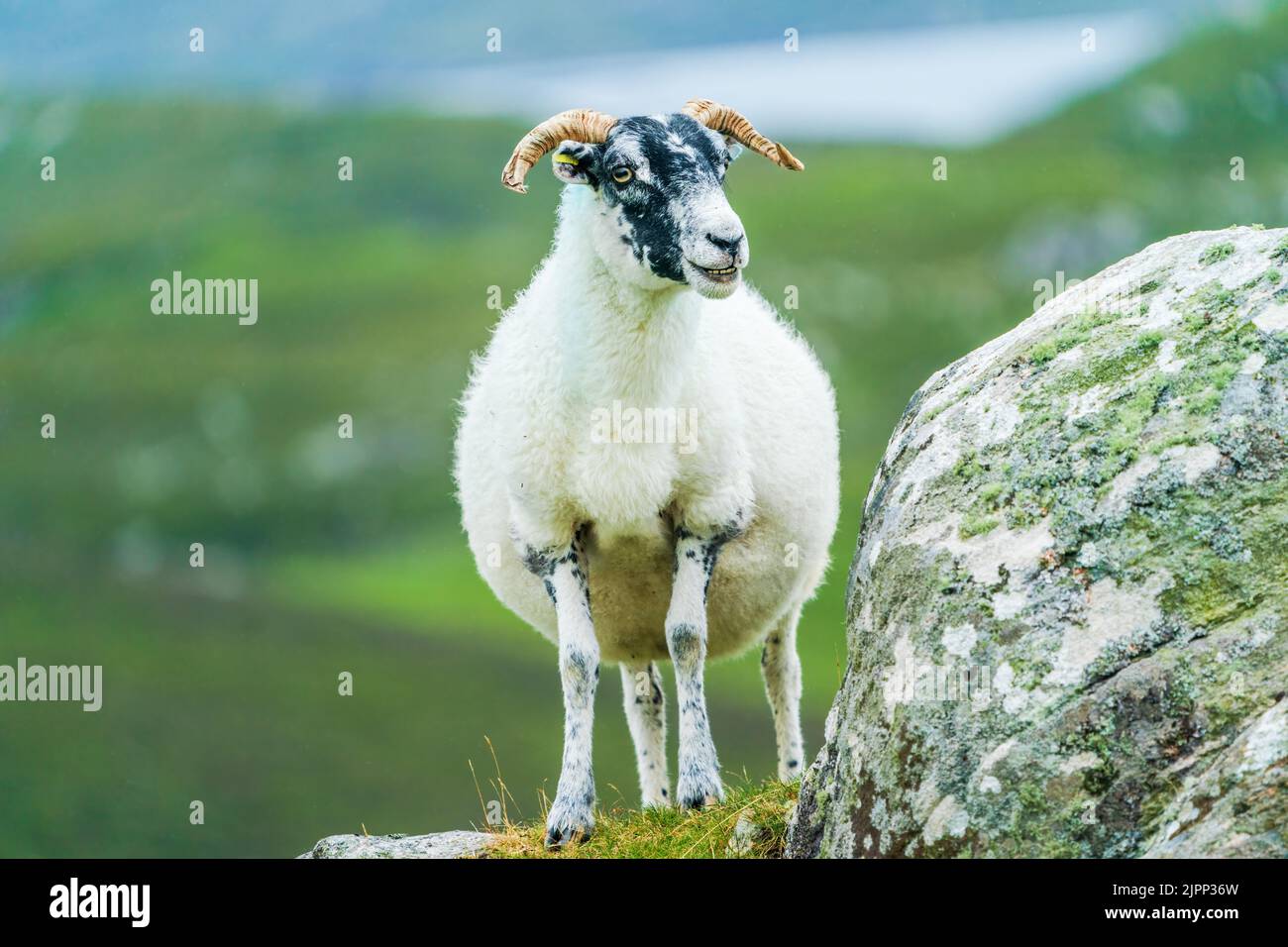 Scottish sheep on the Isle of Lewis and Harris, Scotland Stock Photo ...
