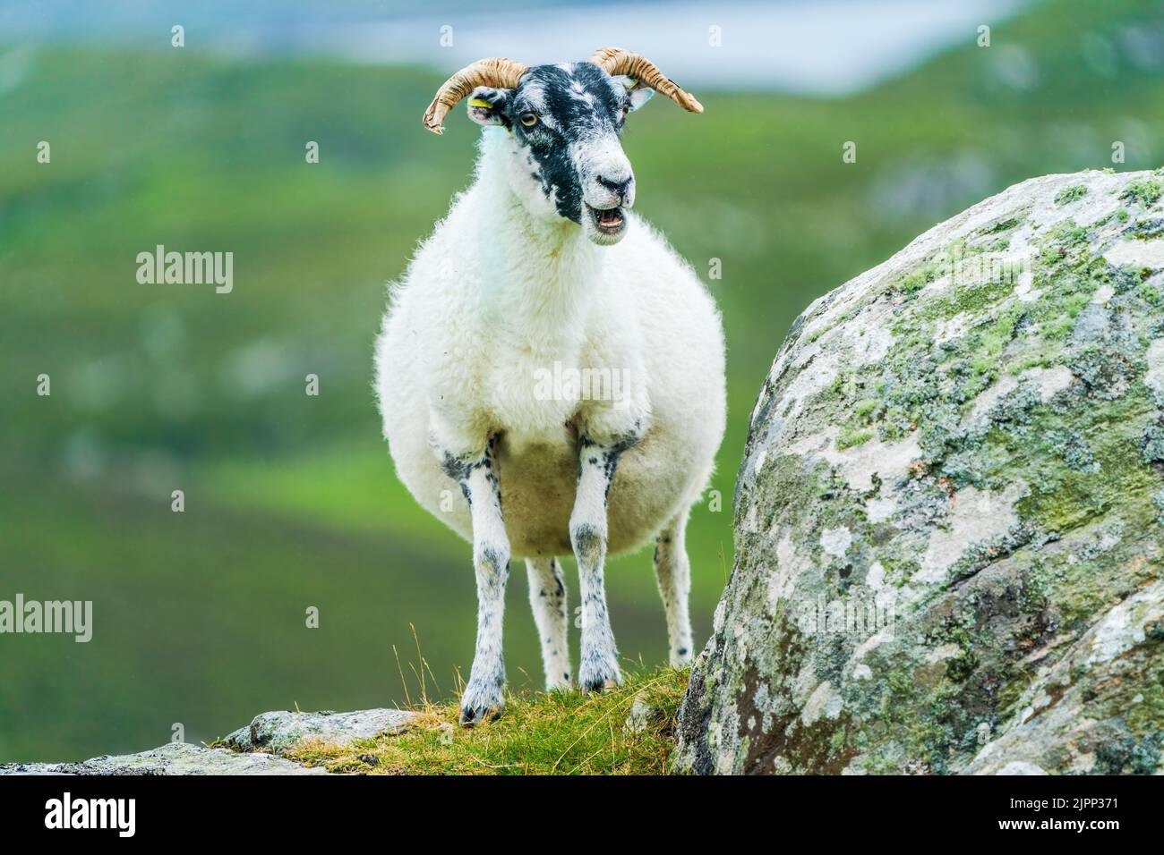 Scottish sheep on the Isle of Lewis and Harris, Scotland Stock Photo ...