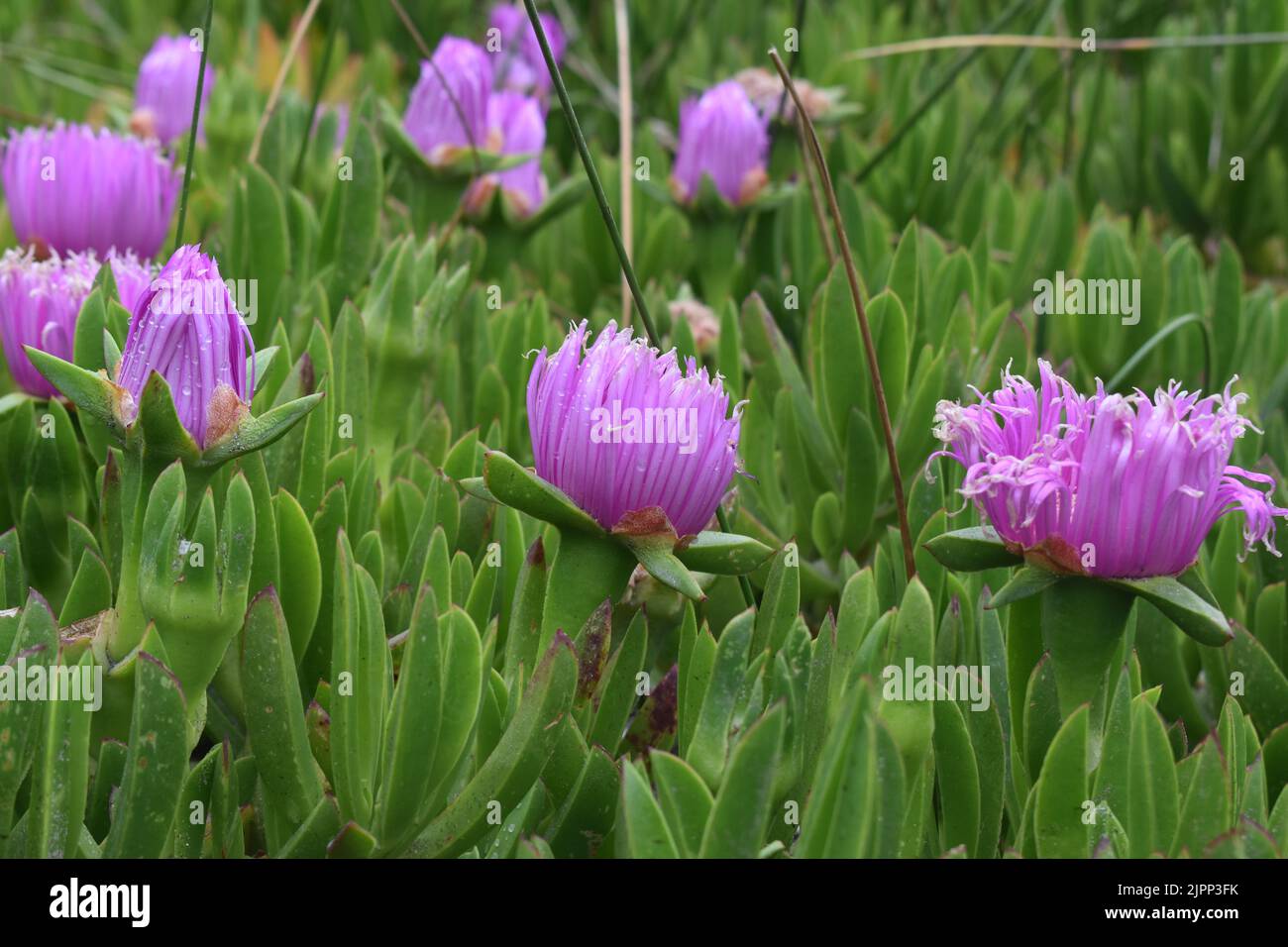 Pigface hi-res stock photography and images - Alamy