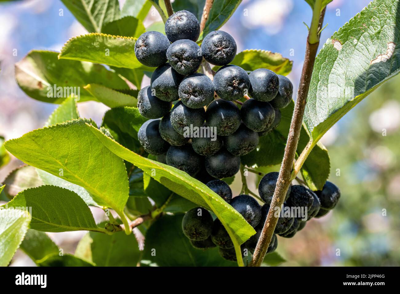 Aronia berries on the bush Stock Photo - Alamy
