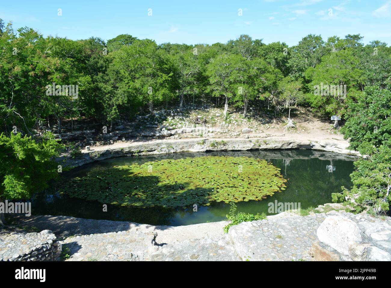 Trees in the cenote hi-res stock photography and images - Alamy