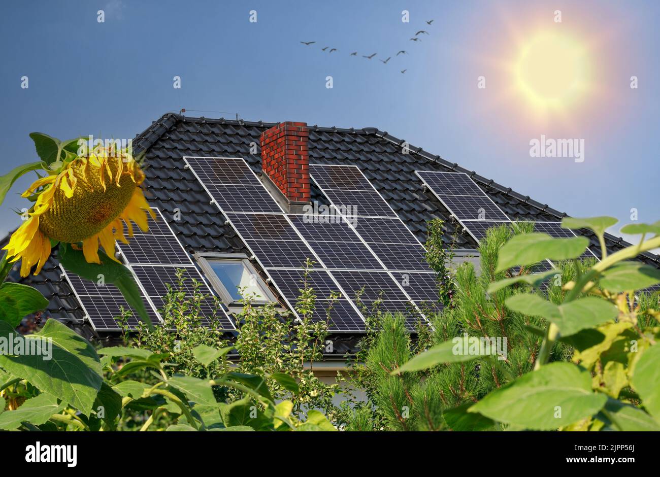 Solar cells on a roof with sun flowers in the foreground. Sunflower ...