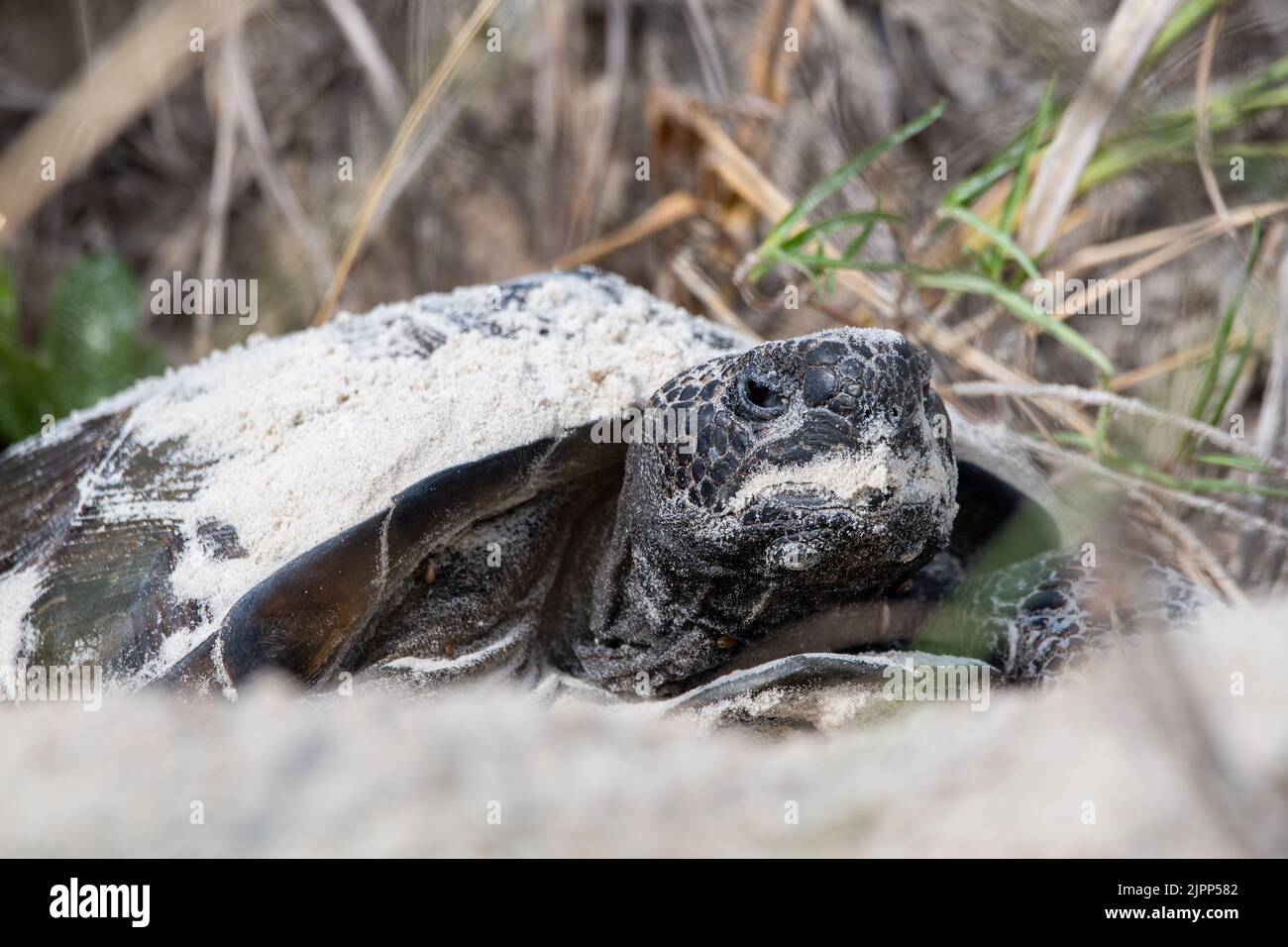 A gopher tortoise resting near it's den Stock Photo - Alamy
