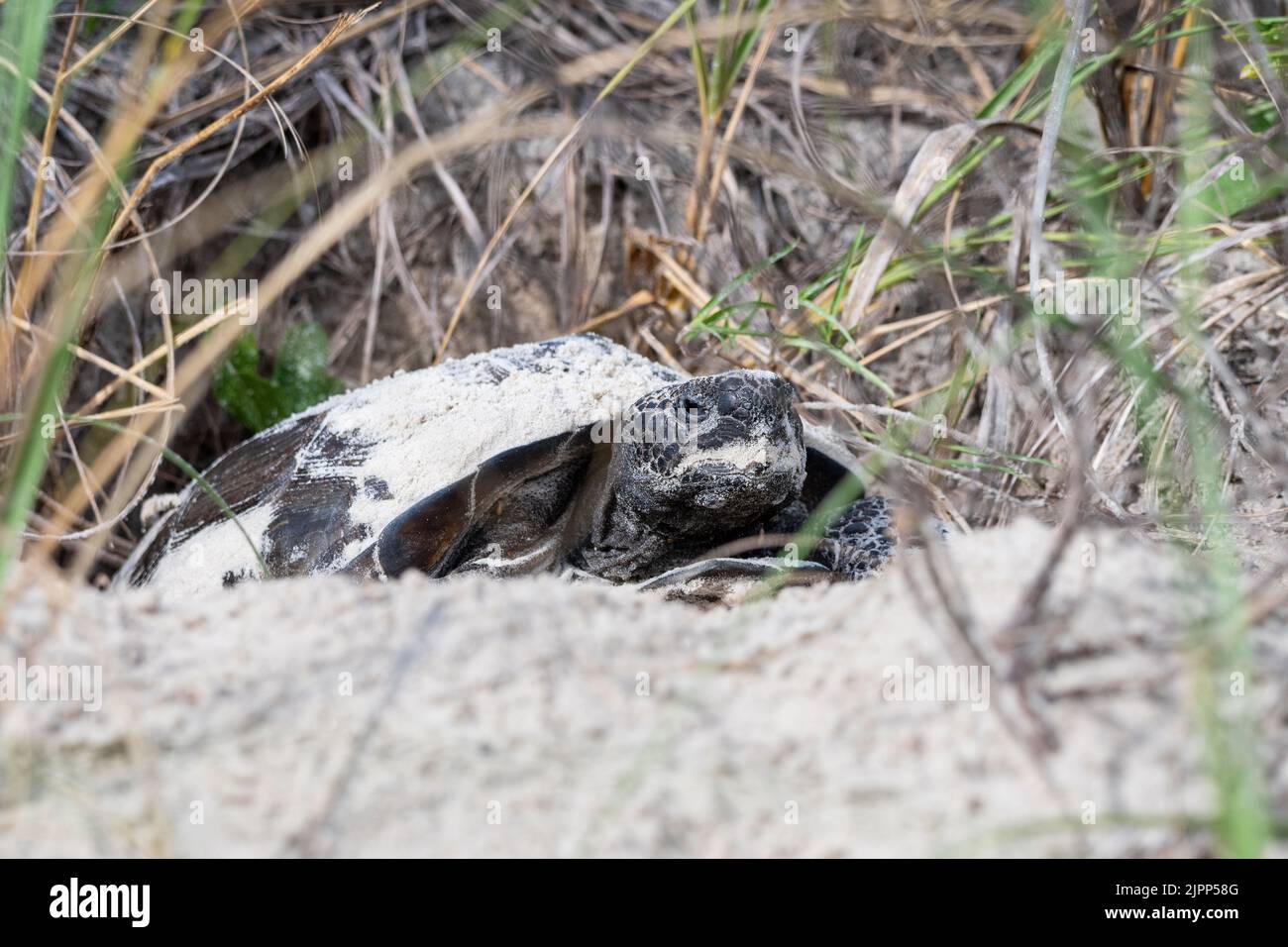 A gopher tortoise resting near it's den Stock Photo - Alamy