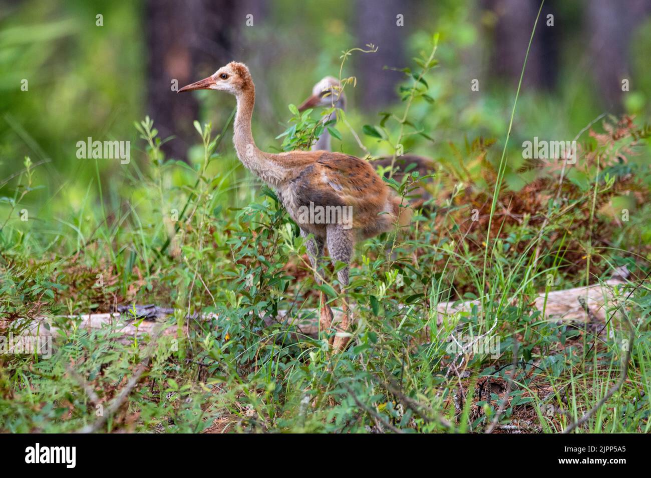 Florida wild cranes hi-res stock photography and images - Alamy