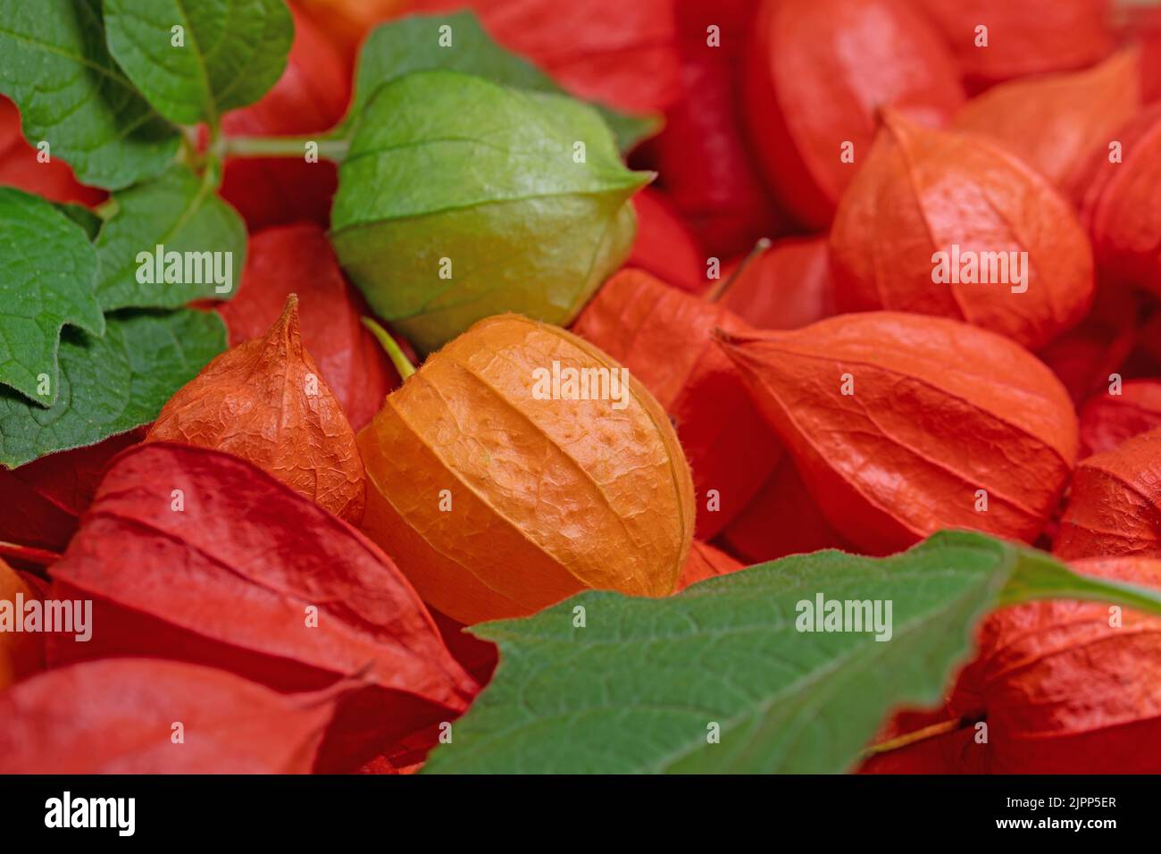 Fruits of lampion flower, Physalis alkekengi Stock Photo - Alamy