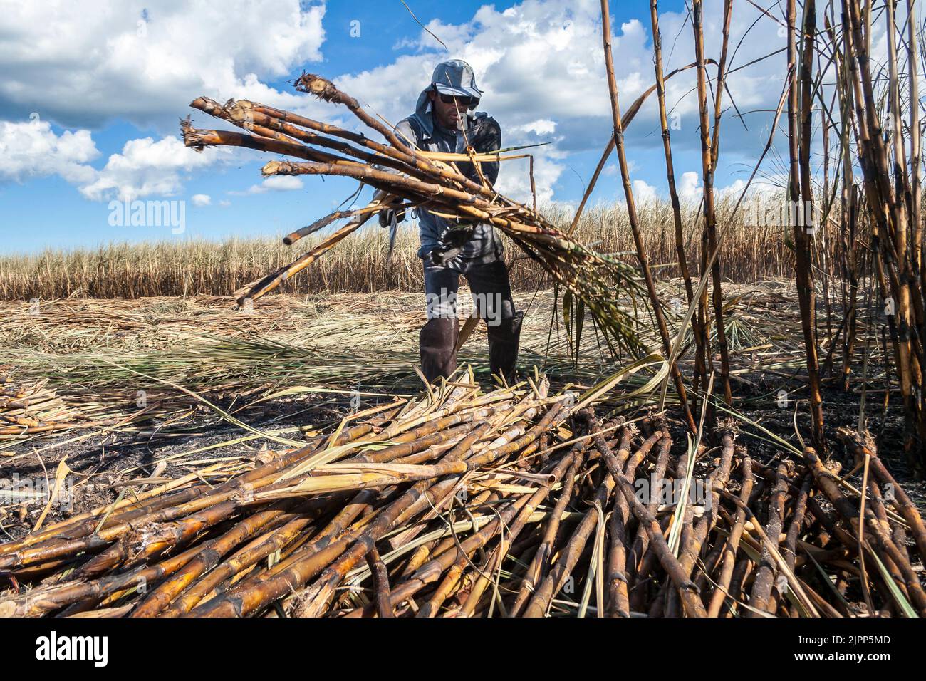 Sugar cane plantation brazil hi-res stock photography and images - Alamy