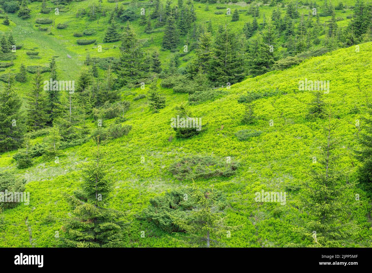 The unique nature and landscape of the Carpathians. Green summer ...