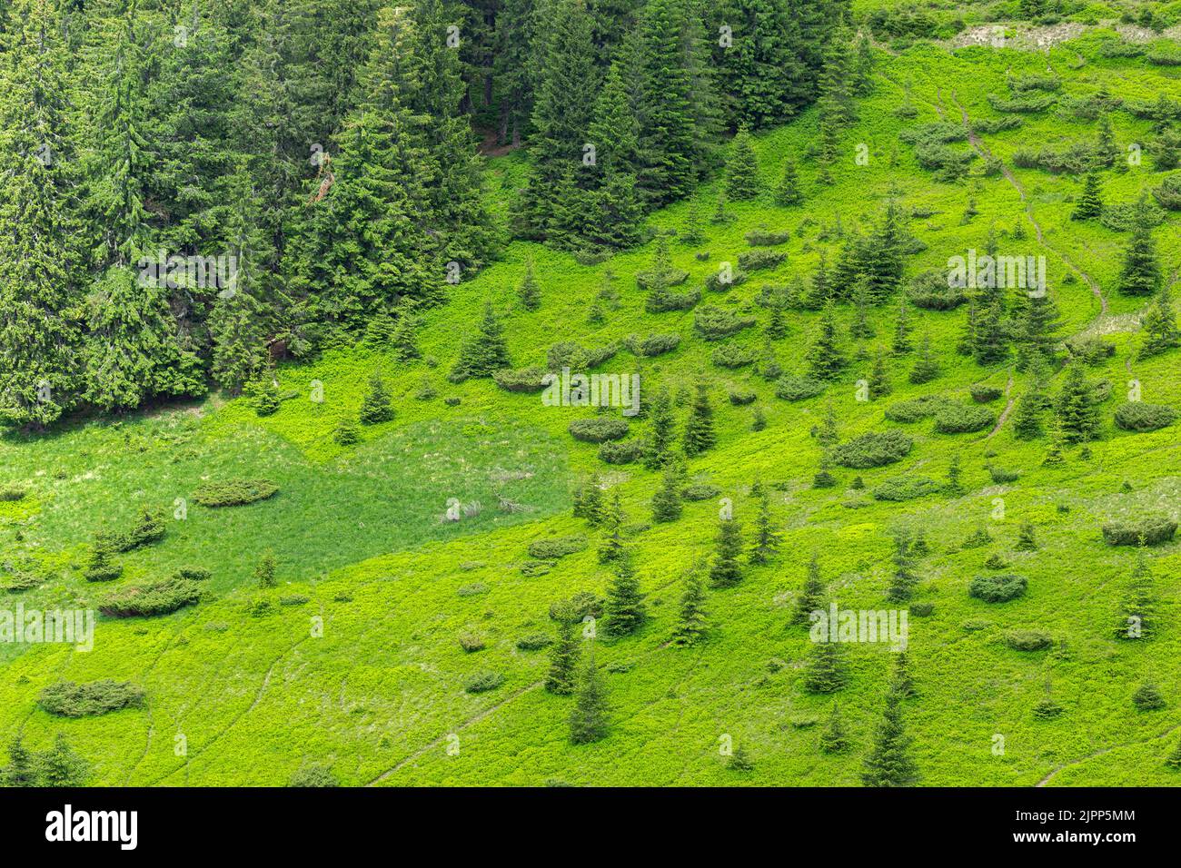 The unique nature and landscape of the Carpathians. Green summer mountain slopes overgrown with ...