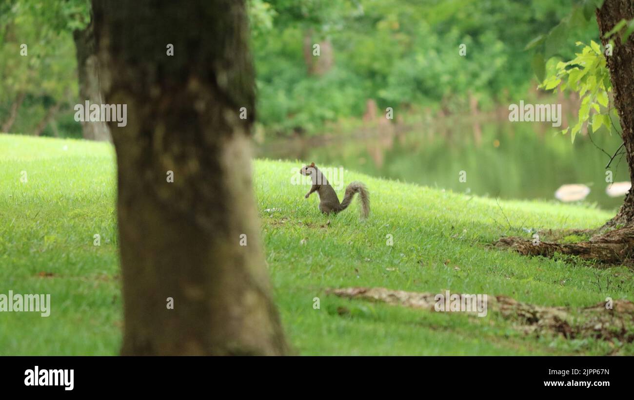 Sciurus aestuans hi-res stock photography and images - Alamy