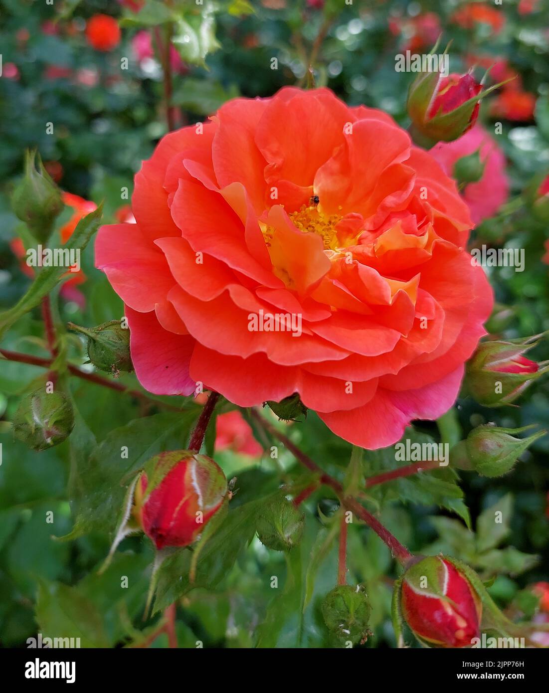 Pink romantic roses. Floral background with soft focus Stock Photo - Alamy