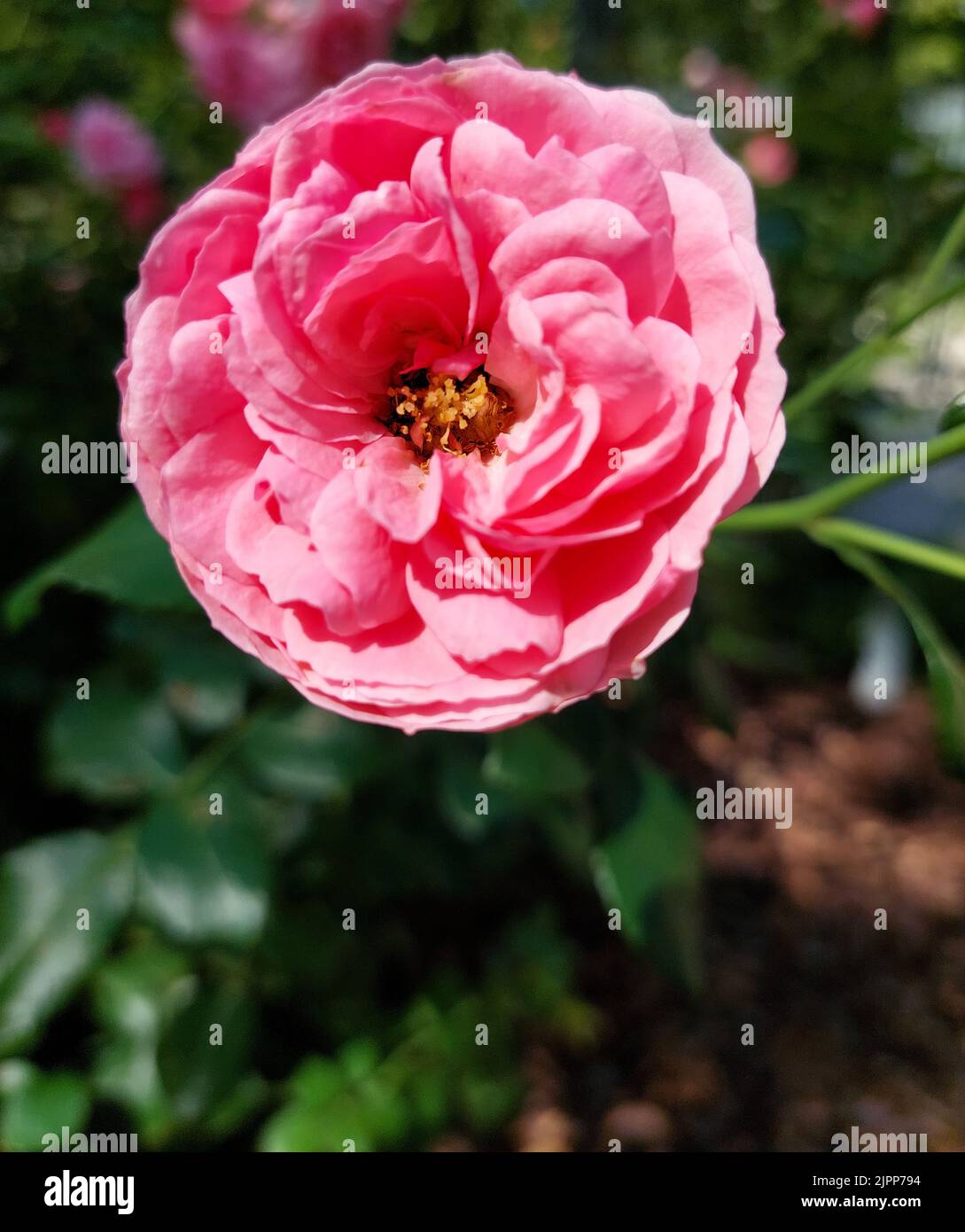 Roses in the rose garden with green leaves Stock Photo - Alamy