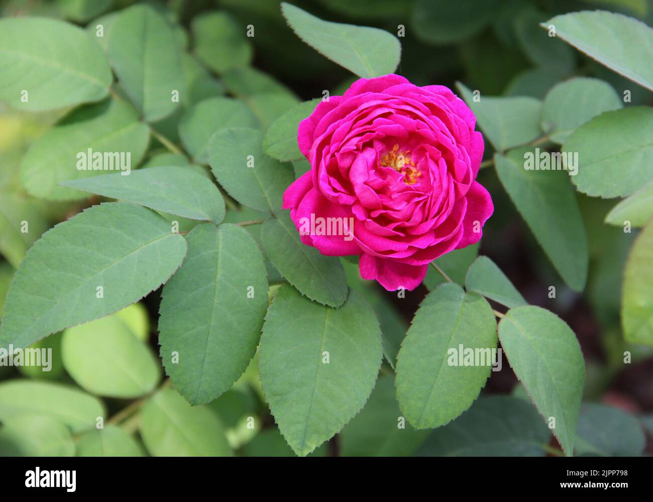 Roses in the rose garden with green leaves Stock Photo - Alamy