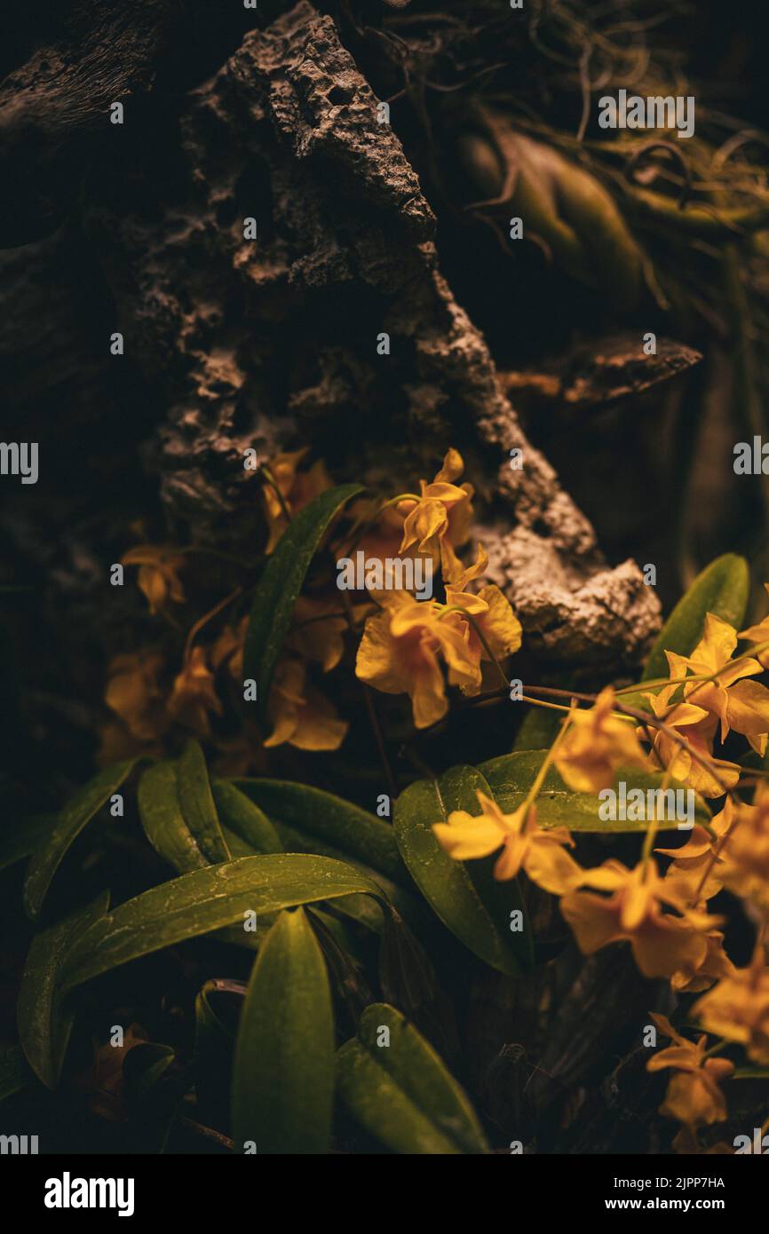 A vertical shot of yellow dendrobium orchids Stock Photo - Alamy