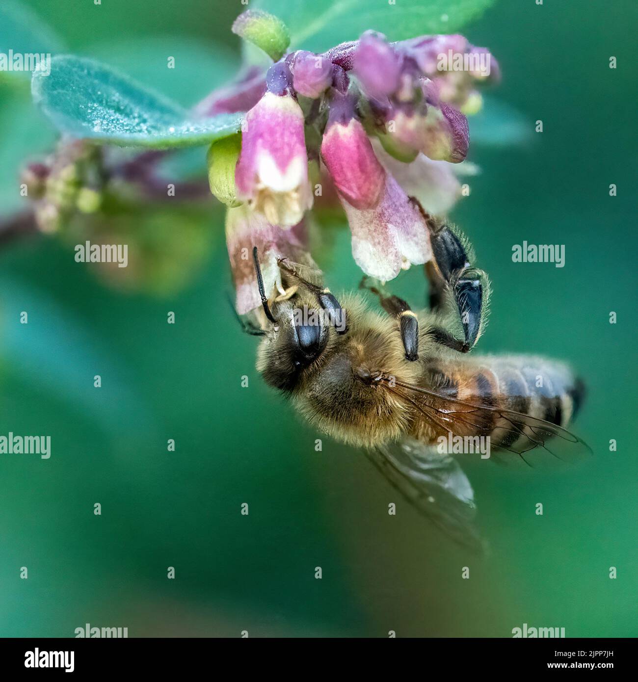 Honey Bee and Flower Stock Photo - Alamy