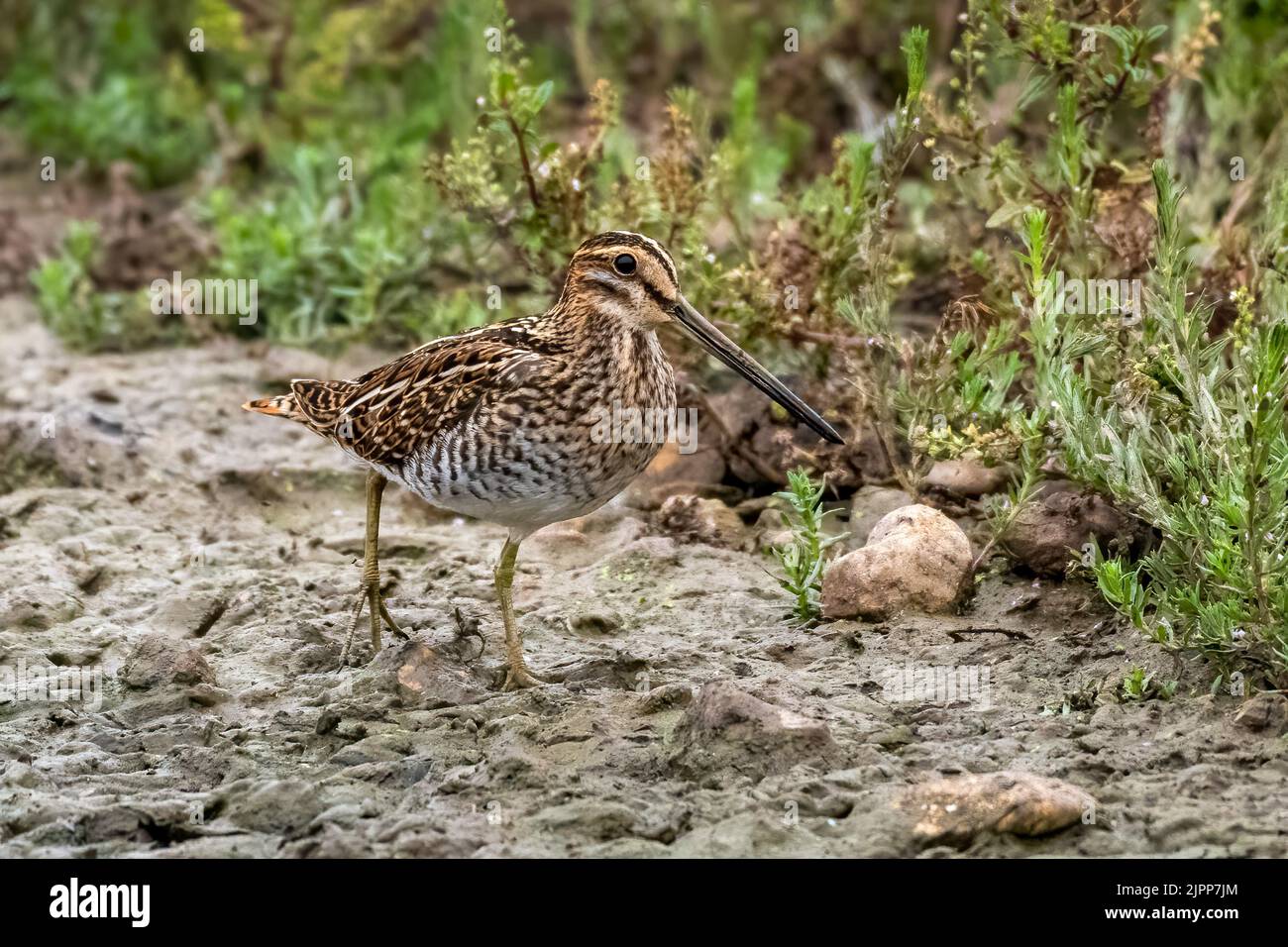 Common Snipe (Gallinago gallinago) Feeding on Lake Margin Stock Photo ...