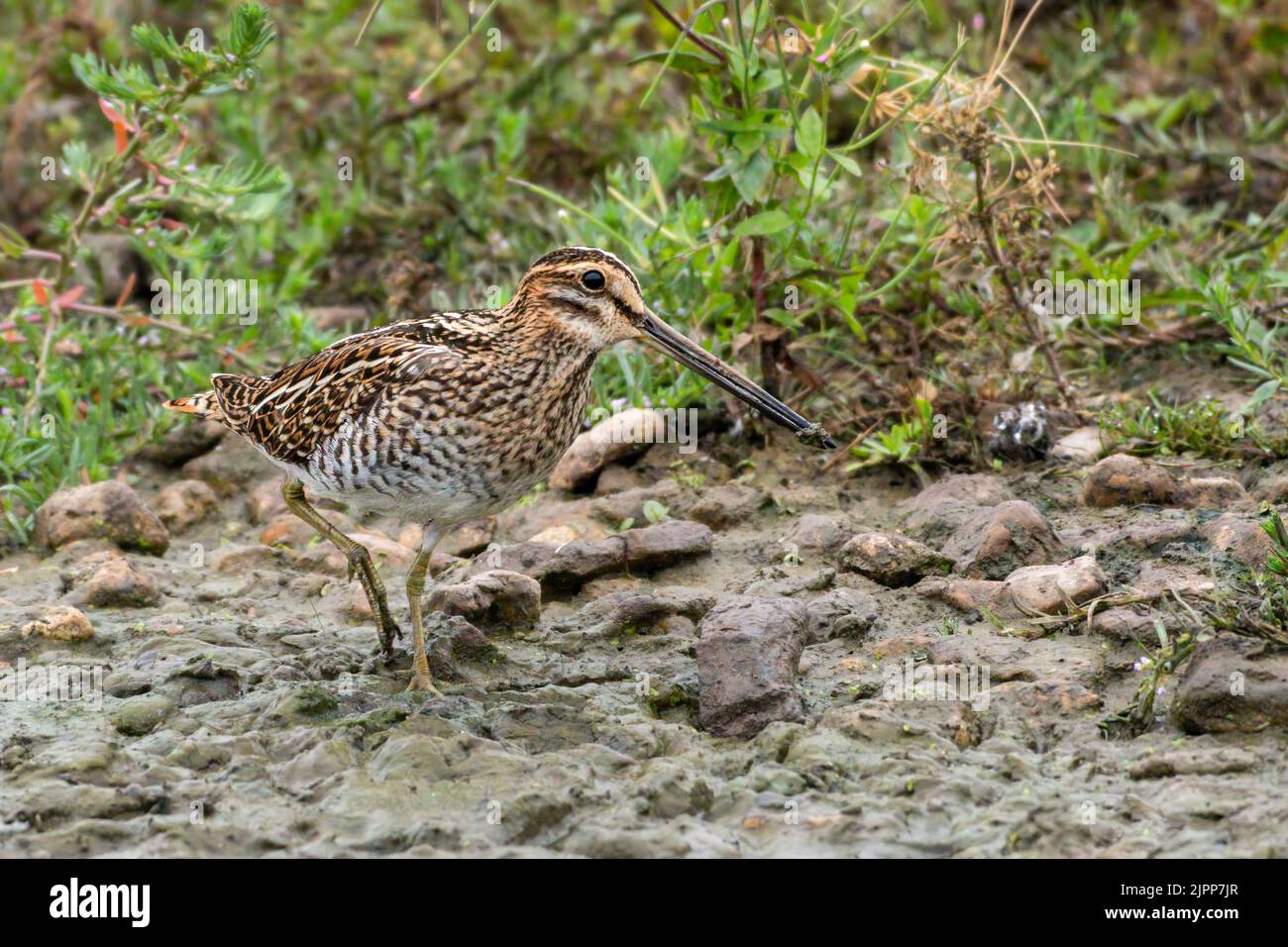 Common Snipe (Gallinago gallinago) Feeding on Lake Margin Stock Photo ...