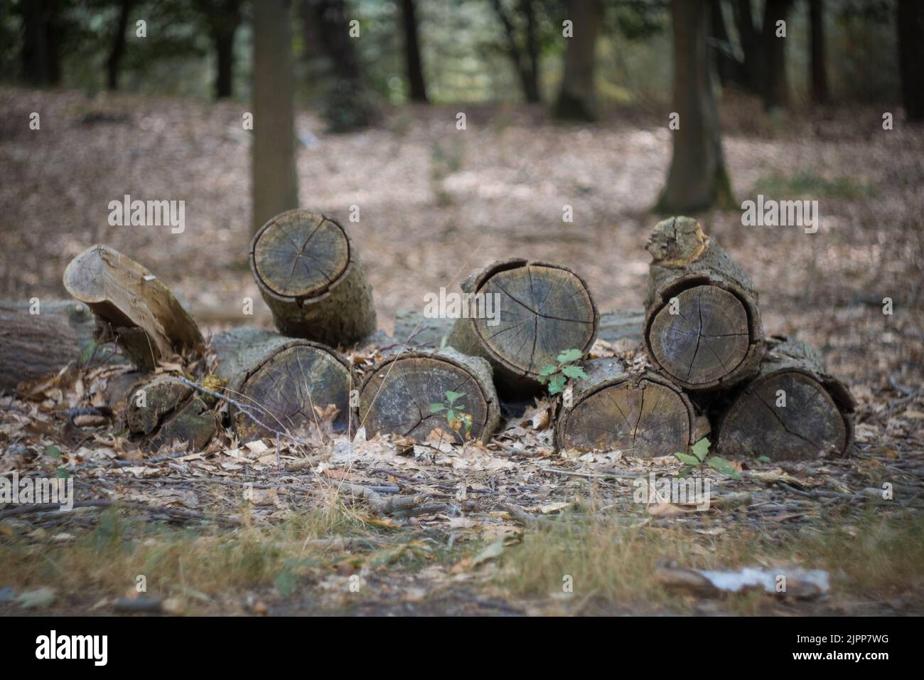 Leftover old tree logs in the forest, starting to decompose Stock Photo ...