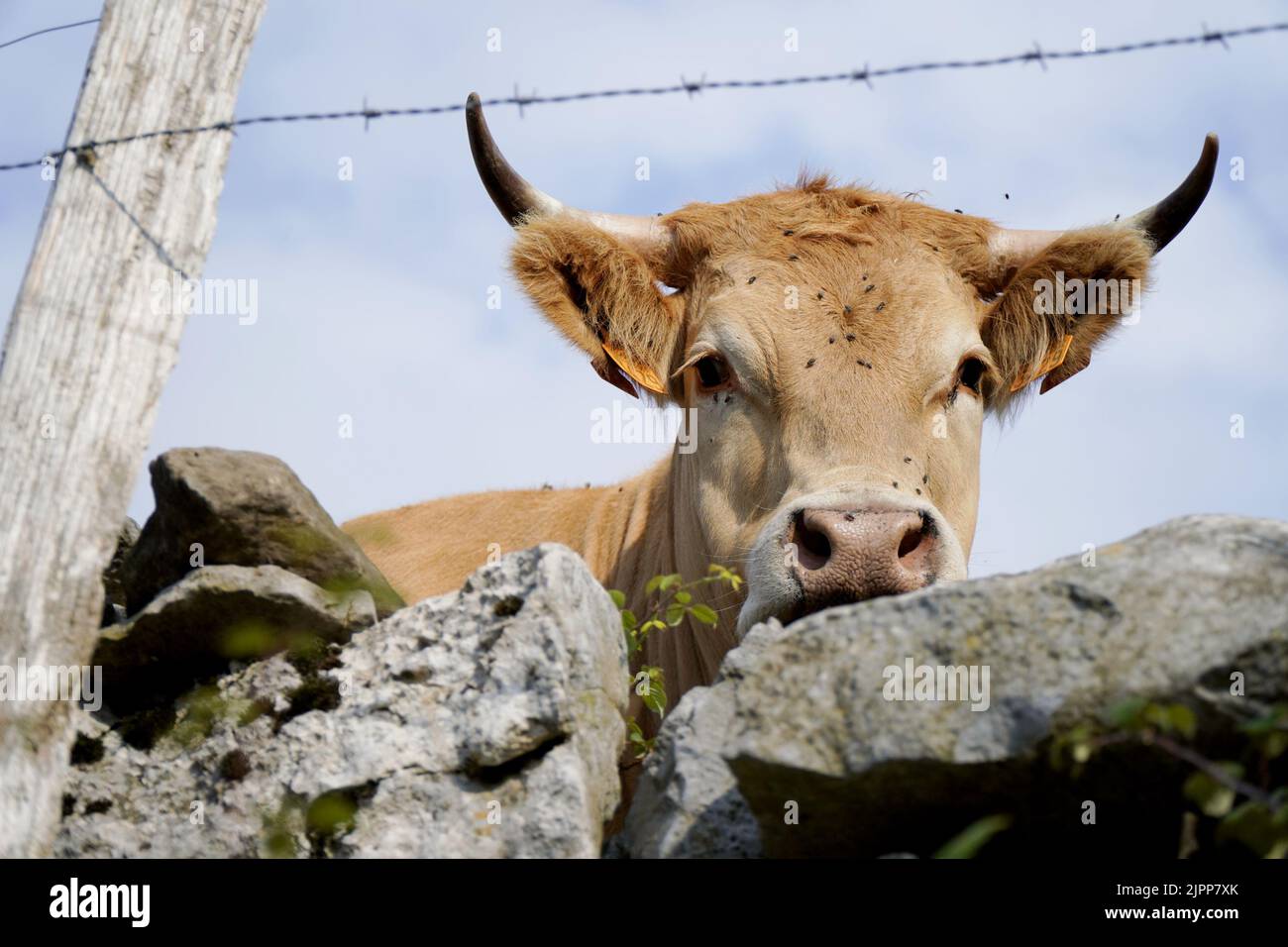 Cow head in a meadow looking at camera. Foreground Stock Photo - Alamy