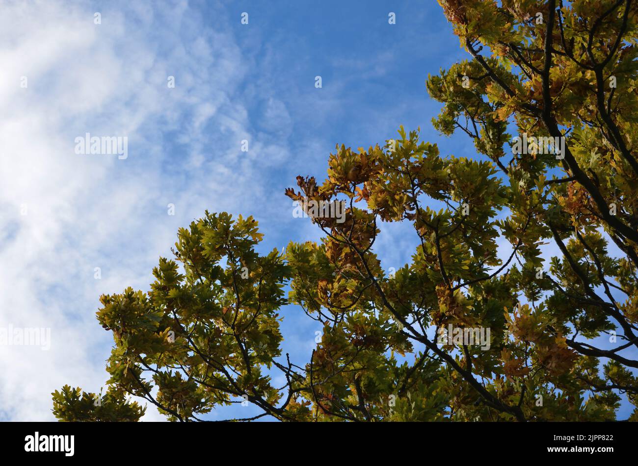 Oak tree with no leaves hi-res stock photography and images - Alamy