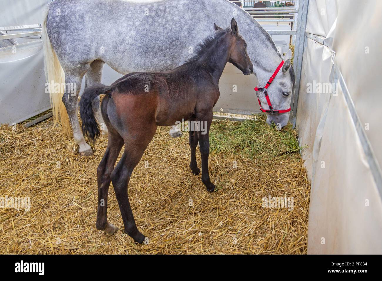 Small Newborn Foal Horse With White Mare in Stable Stock Photo - Alamy