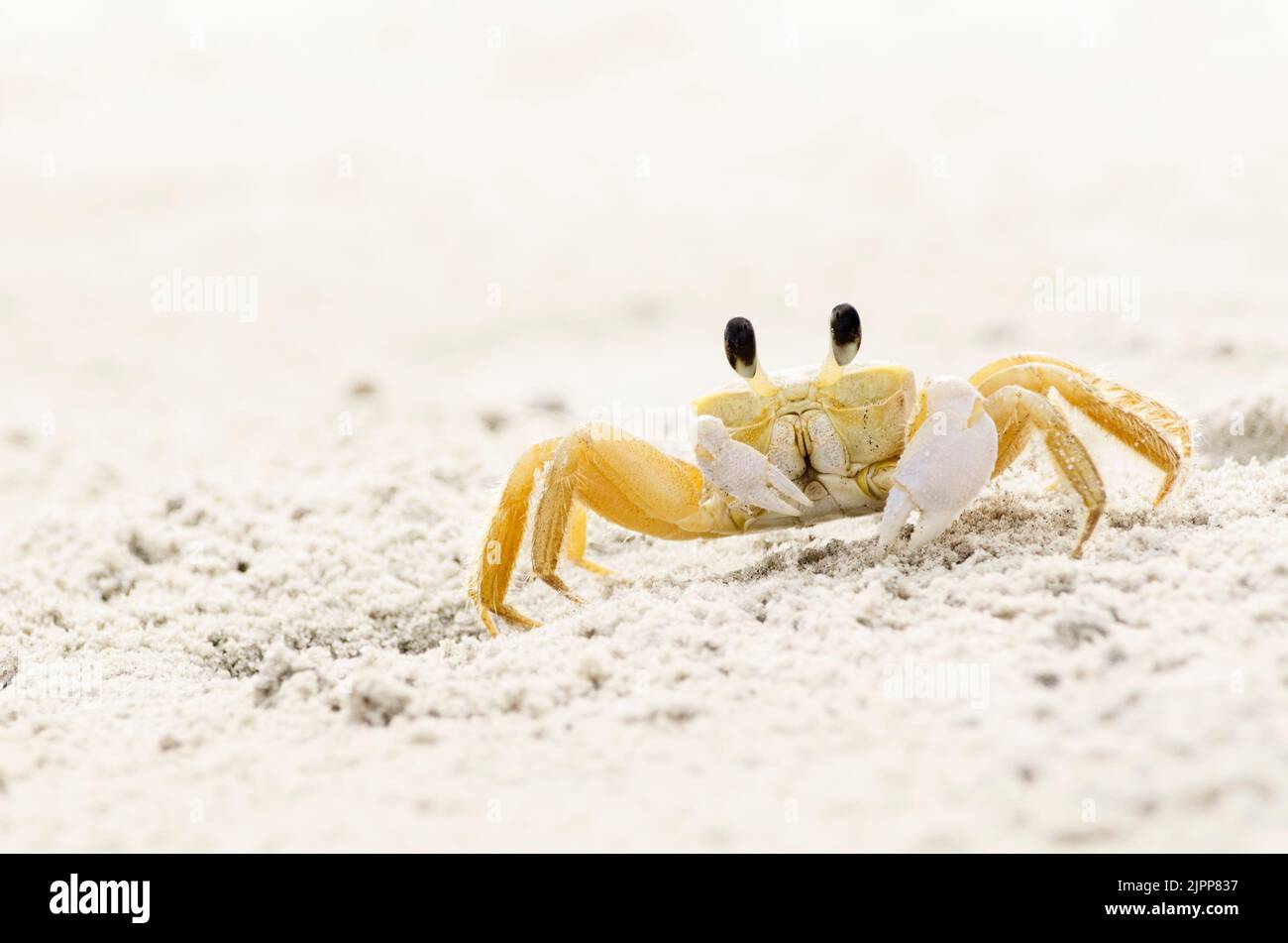 Ghost crab claws hi-res stock photography and images - Alamy