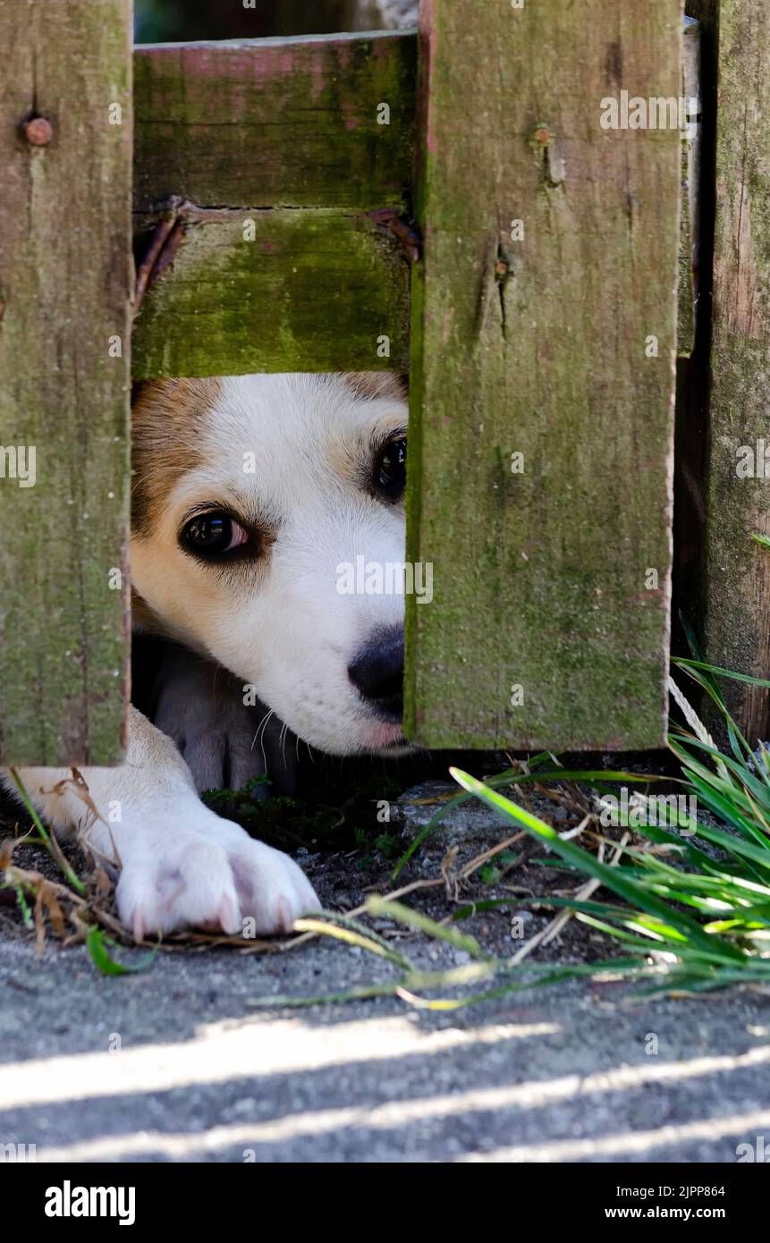 Cute dog behind wooden gate Stock Photo - Alamy
