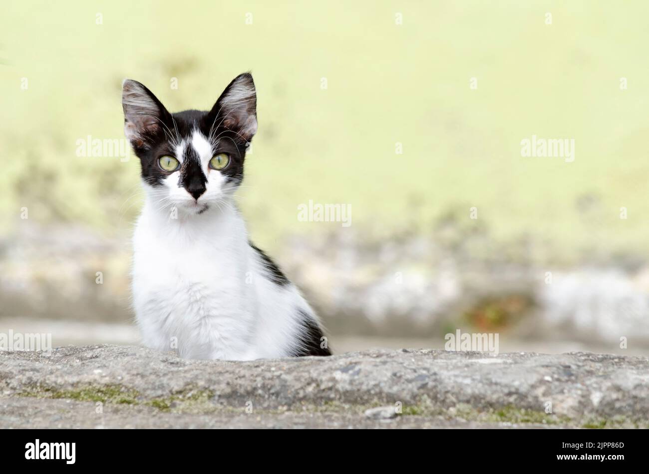 Green eyed cat against green wall Stock Photo - Alamy