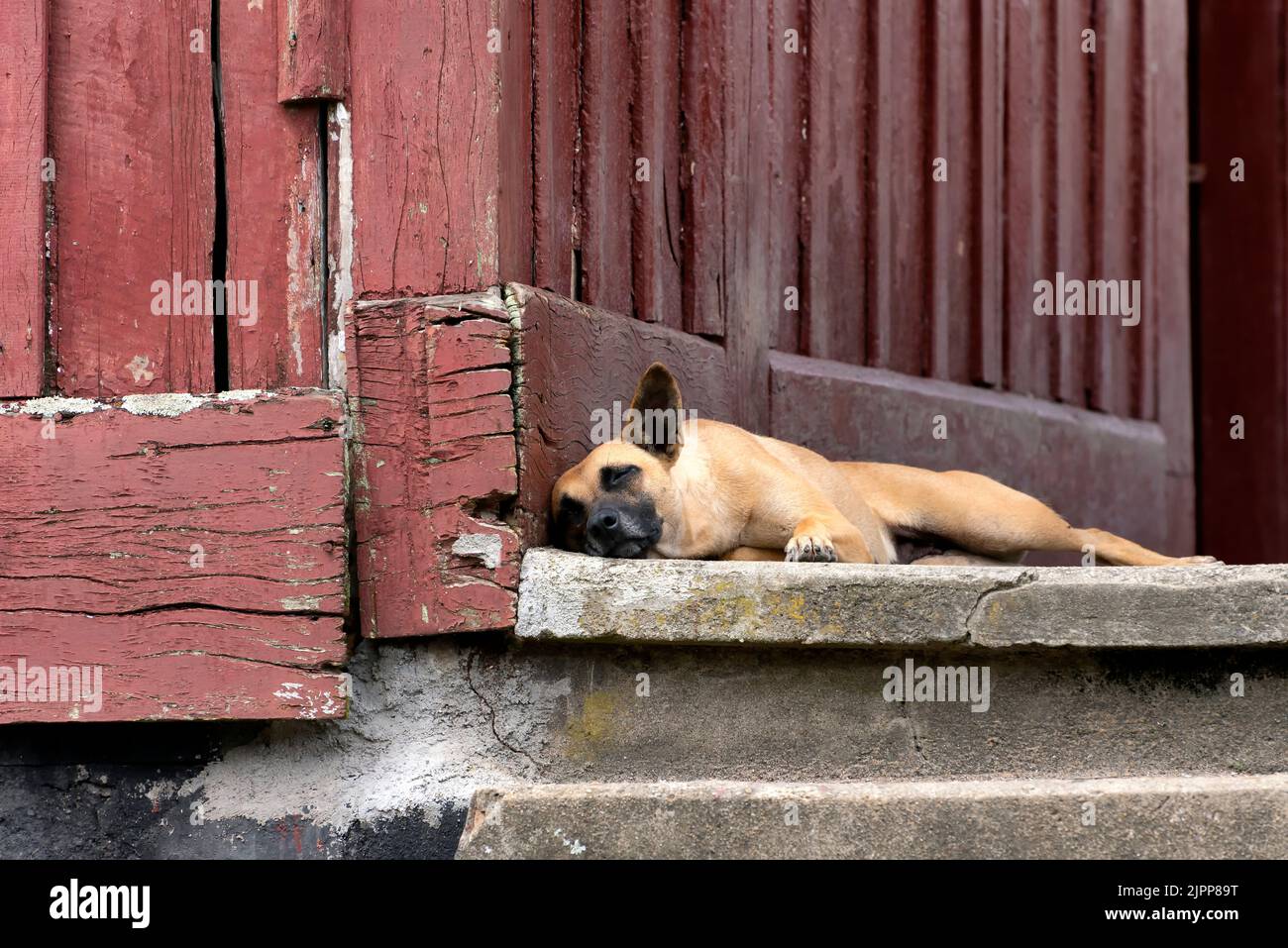 Dog taking a nap Stock Photo - Alamy