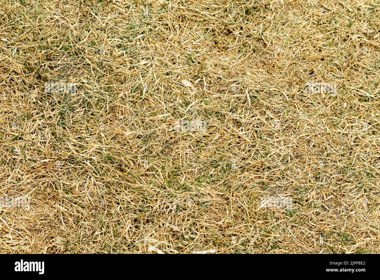 Dry grass texture background with green grass. Texture of dry grass ...