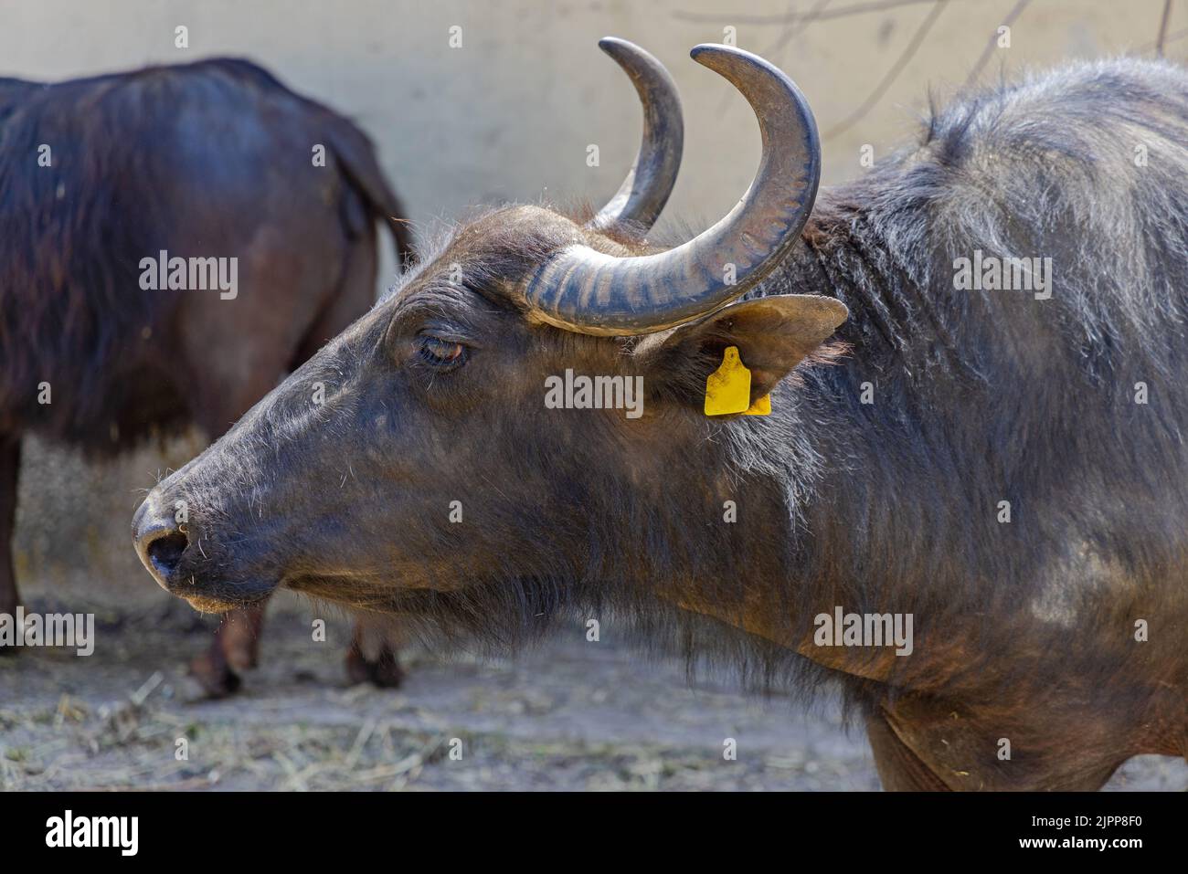 Domestic Water Buffalo With Big Horns at Animal Farm Stock Photo - Alamy