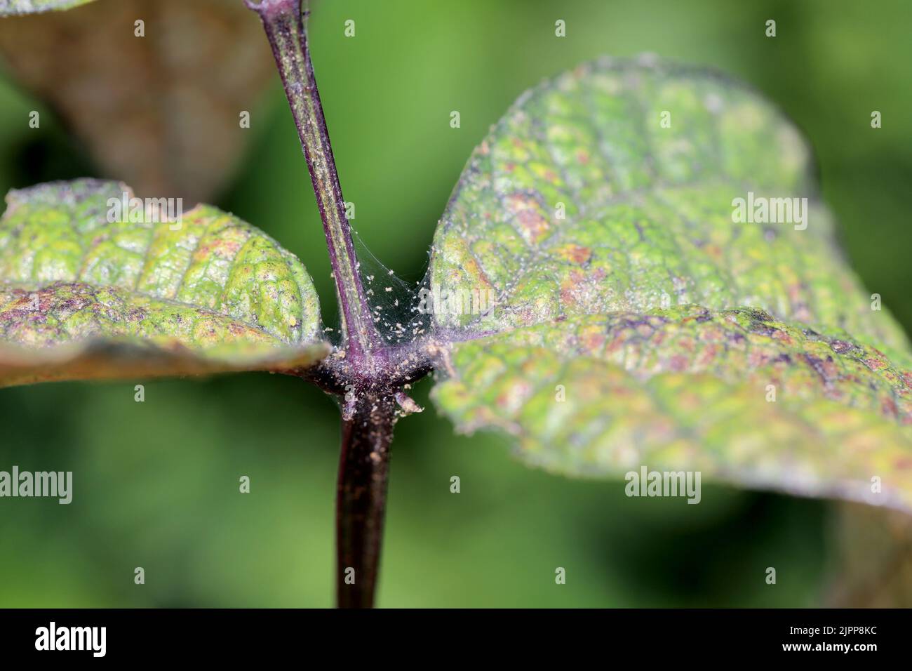 Tetranychus urticae (red spider mite or two-spotted spider mite) is a ...