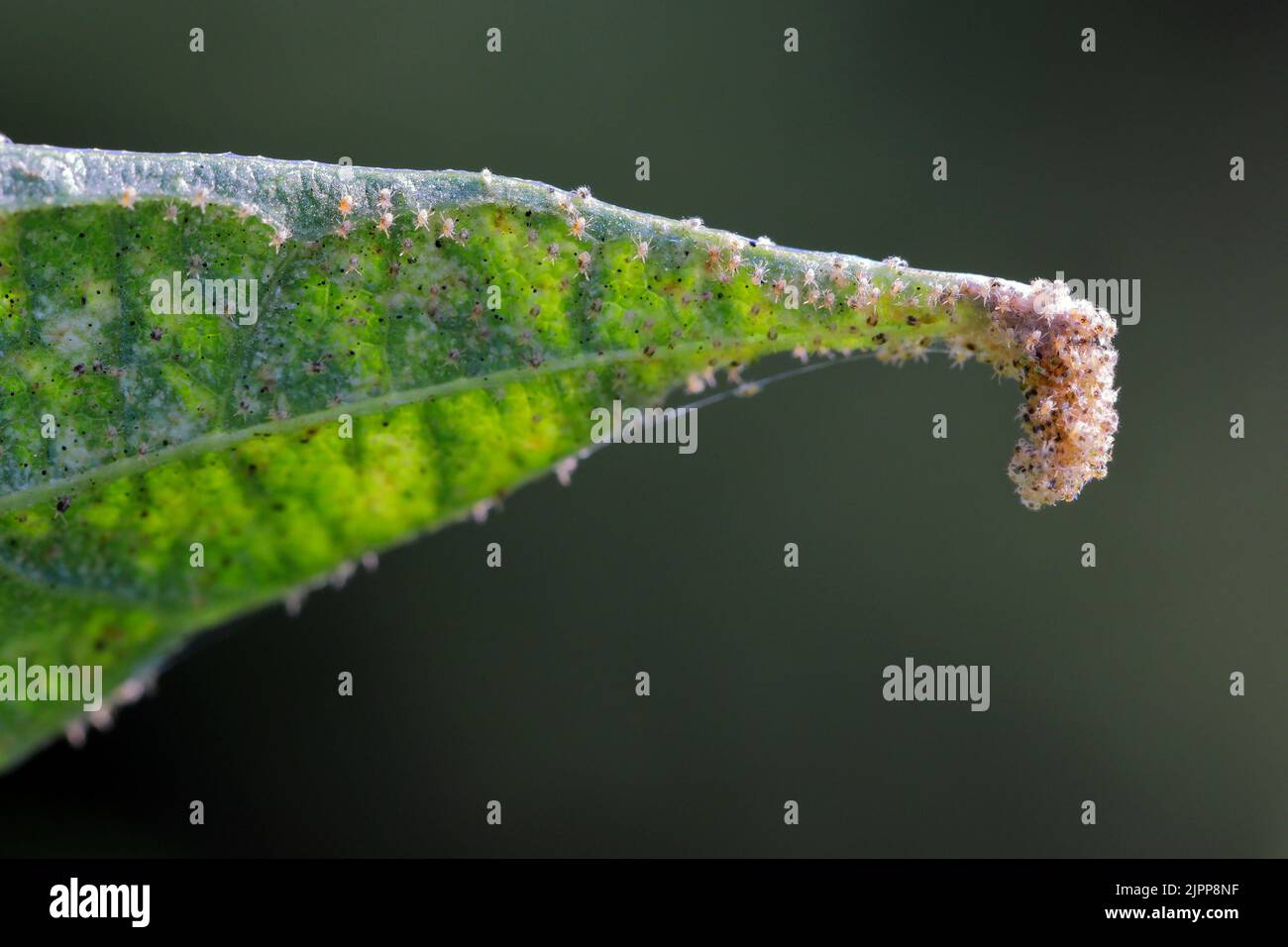 Tetranychus urticae (red spider mite or two-spotted spider mite) is a ...