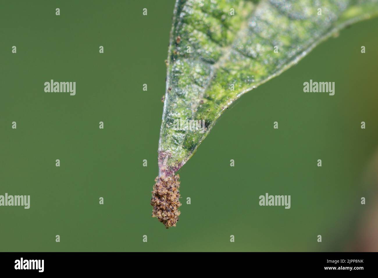Tetranychus urticae (red spider mite or two-spotted spider mite) is a ...
