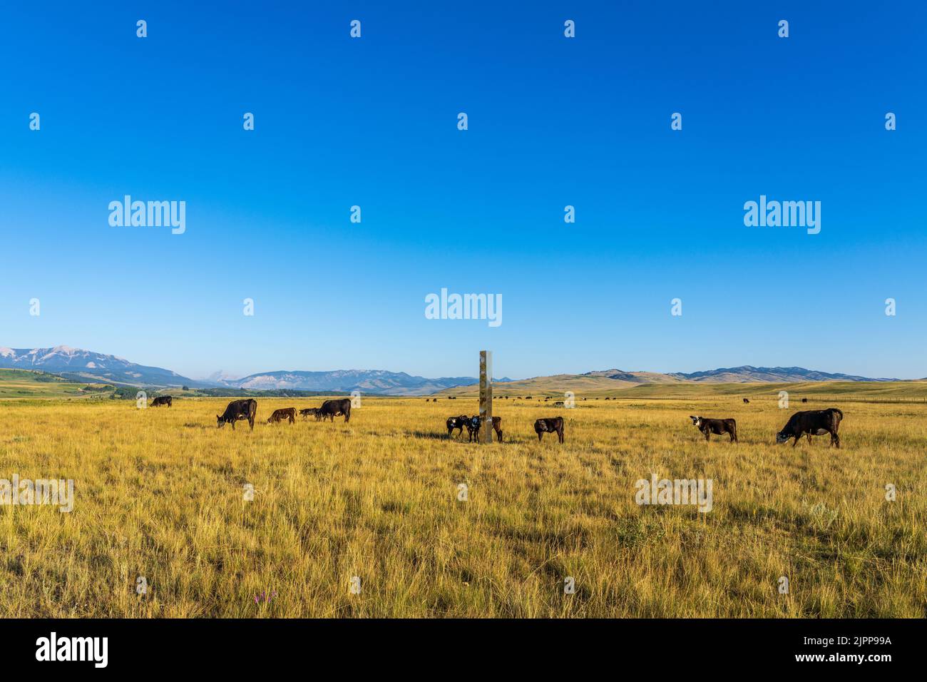 A stainless steel monolith in a cow pasture near Maycroft, Alberta ...