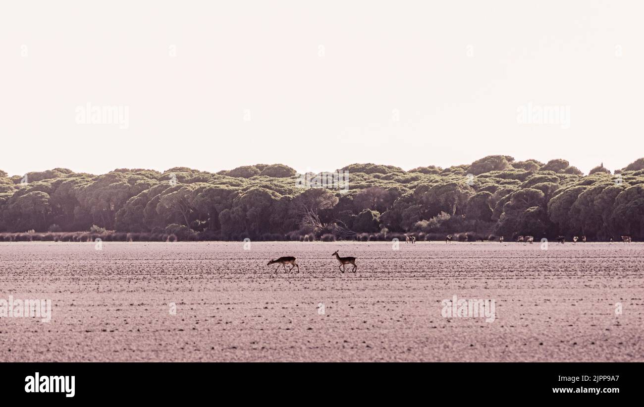 Donana National Park in Spain A UNESCO World Heritage Site Stock Photo ...