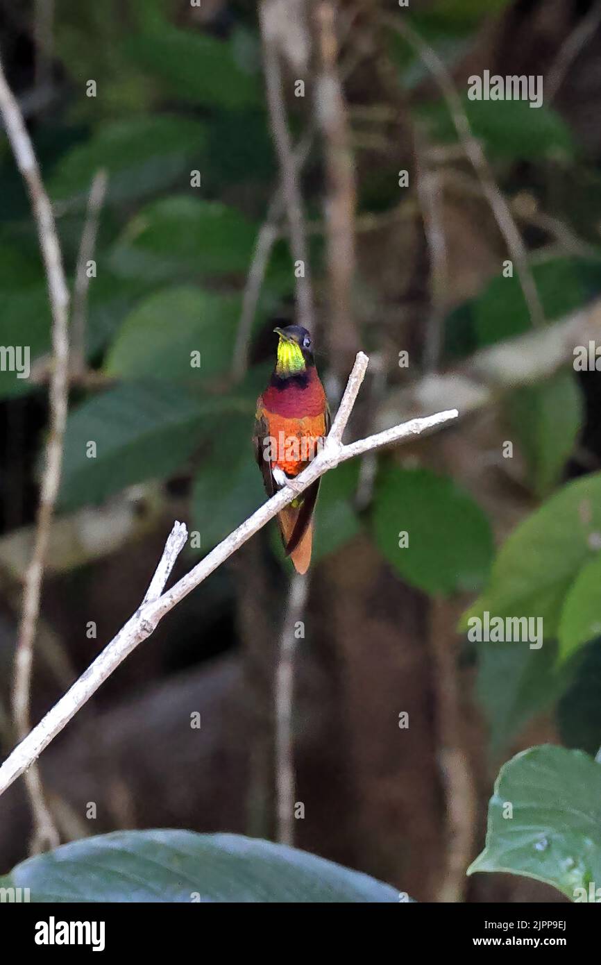 Crimson Topaz (Topaza pella) adult male perched on twig with tail ...
