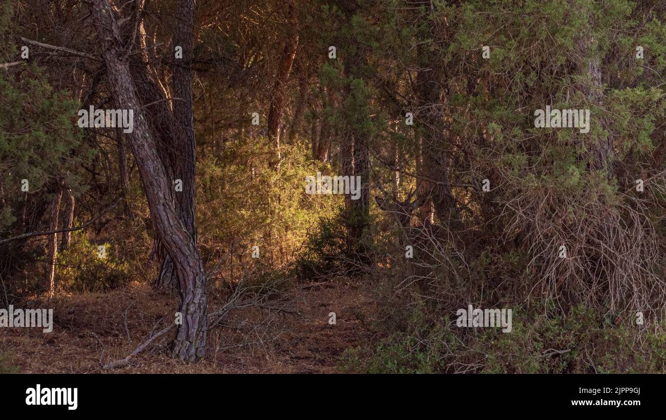 Donana National Park in Spain A UNESCO World Heritage Site Stock Photo ...
