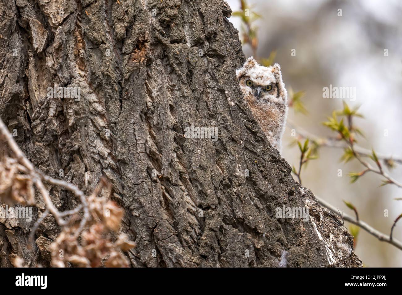 A fluffy owl hiding behind thick tree Stock Photo - Alamy