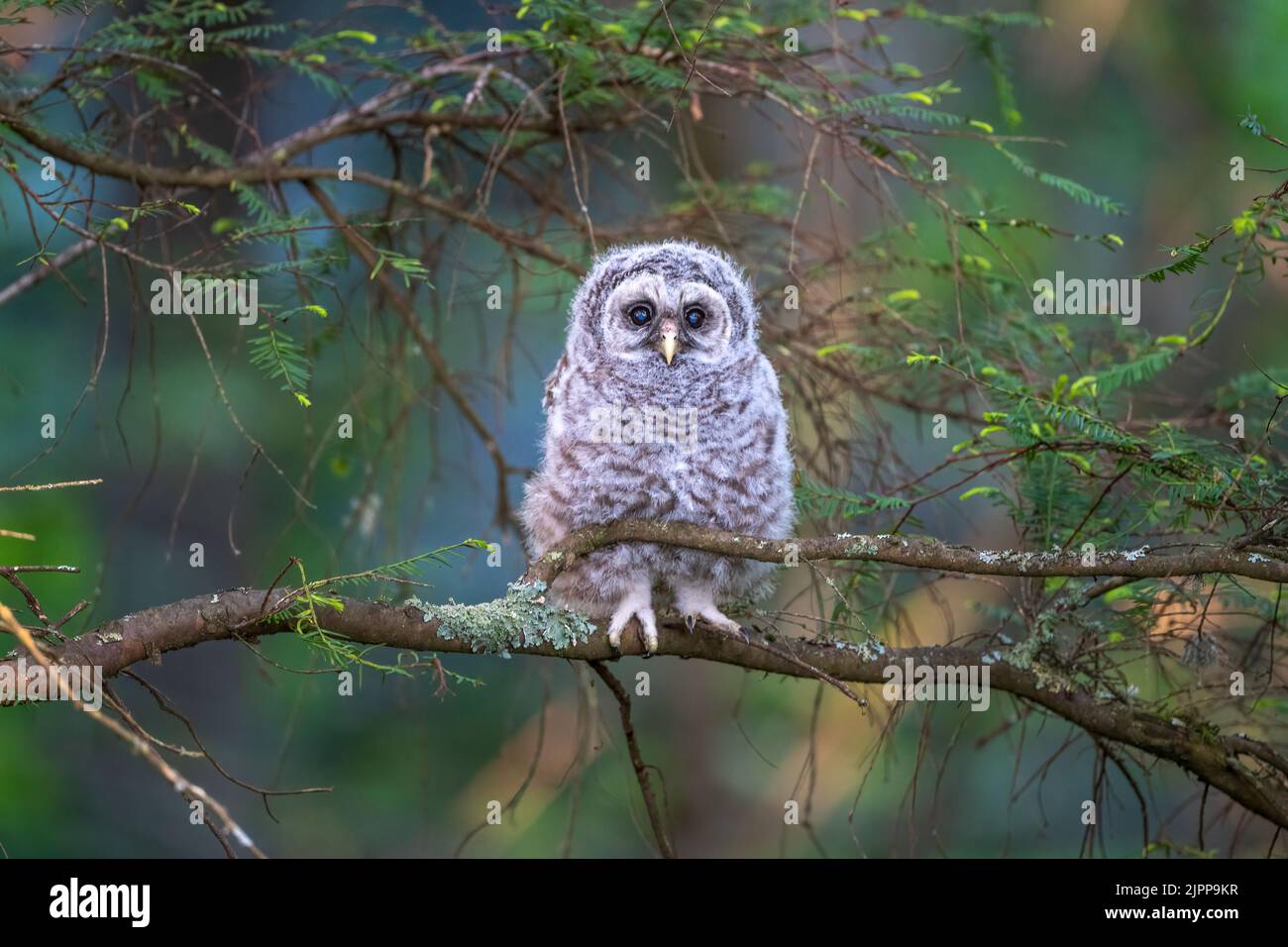 A funny fluffy owl resting on a tree Stock Photo - Alamy