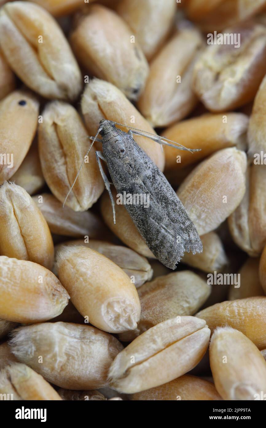 Detailed closeup on the small Tobacco Moth, Ephestia elutella - a ...