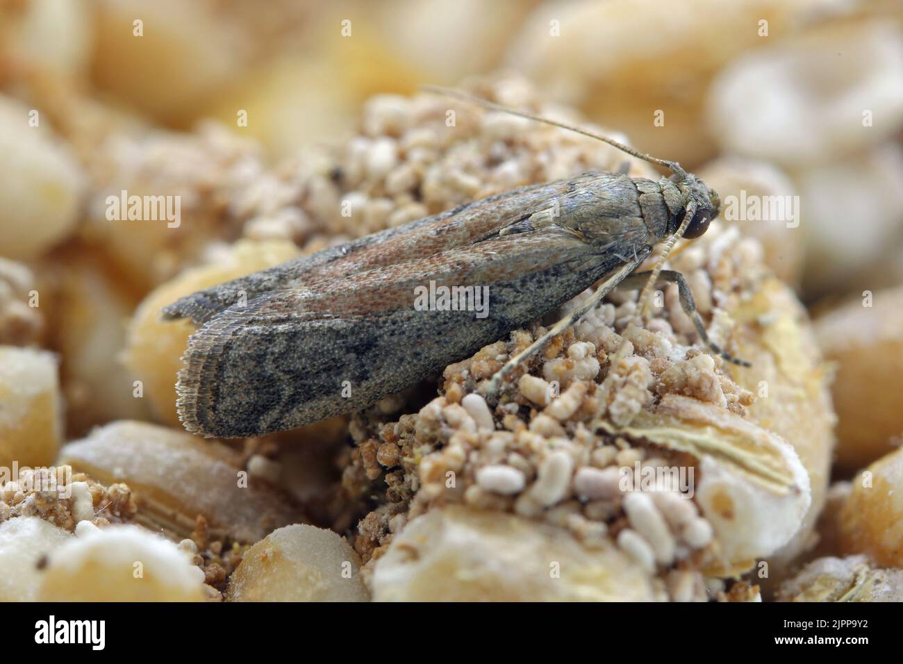 Detailed closeup on the small Tobacco Moth, Ephestia elutella - a ...