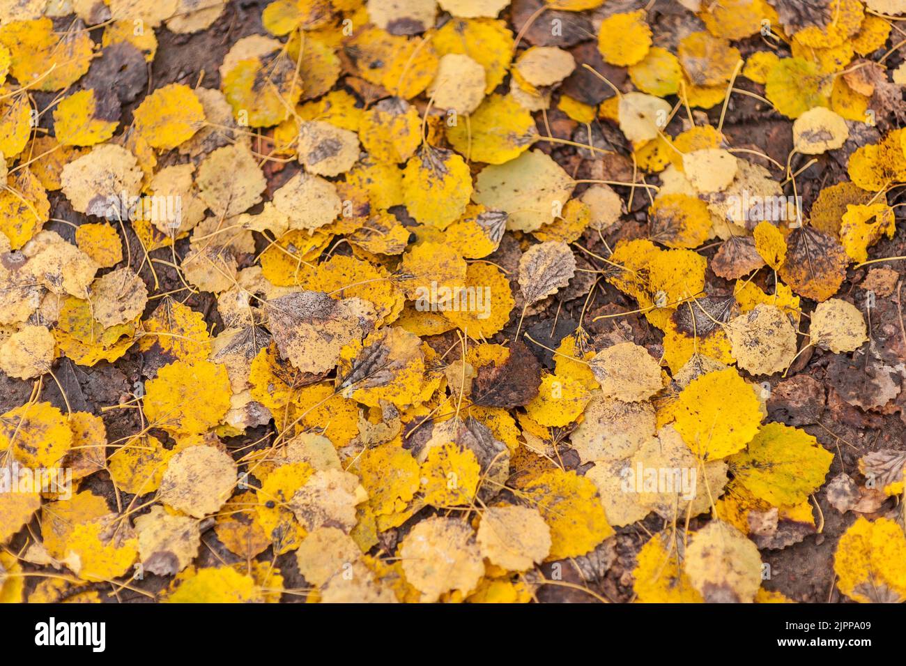 A closeup of dirty fallen leaves Stock Photo - Alamy