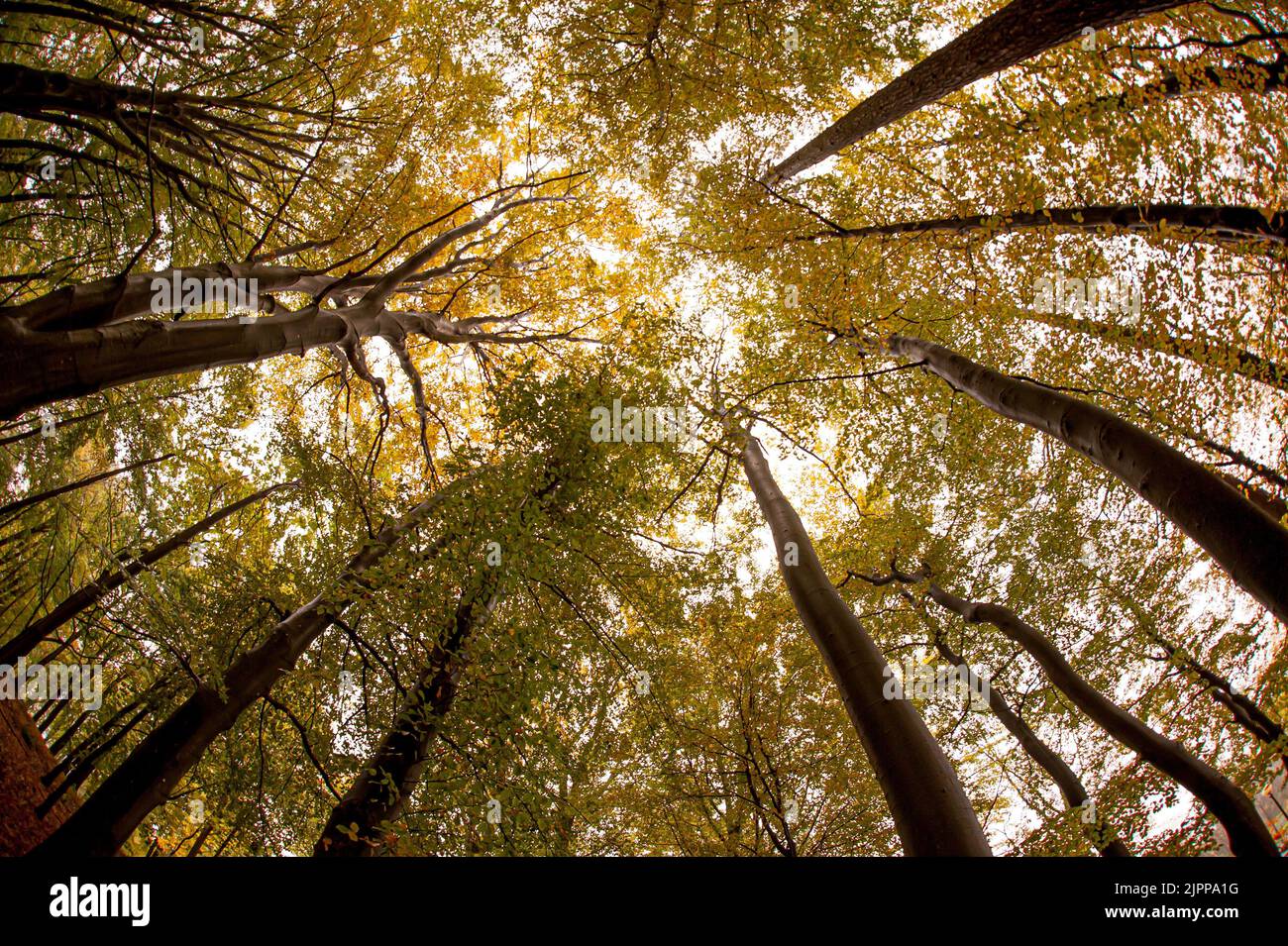 A beautiful landscape of autumn trees in a forest under the sun rays ...